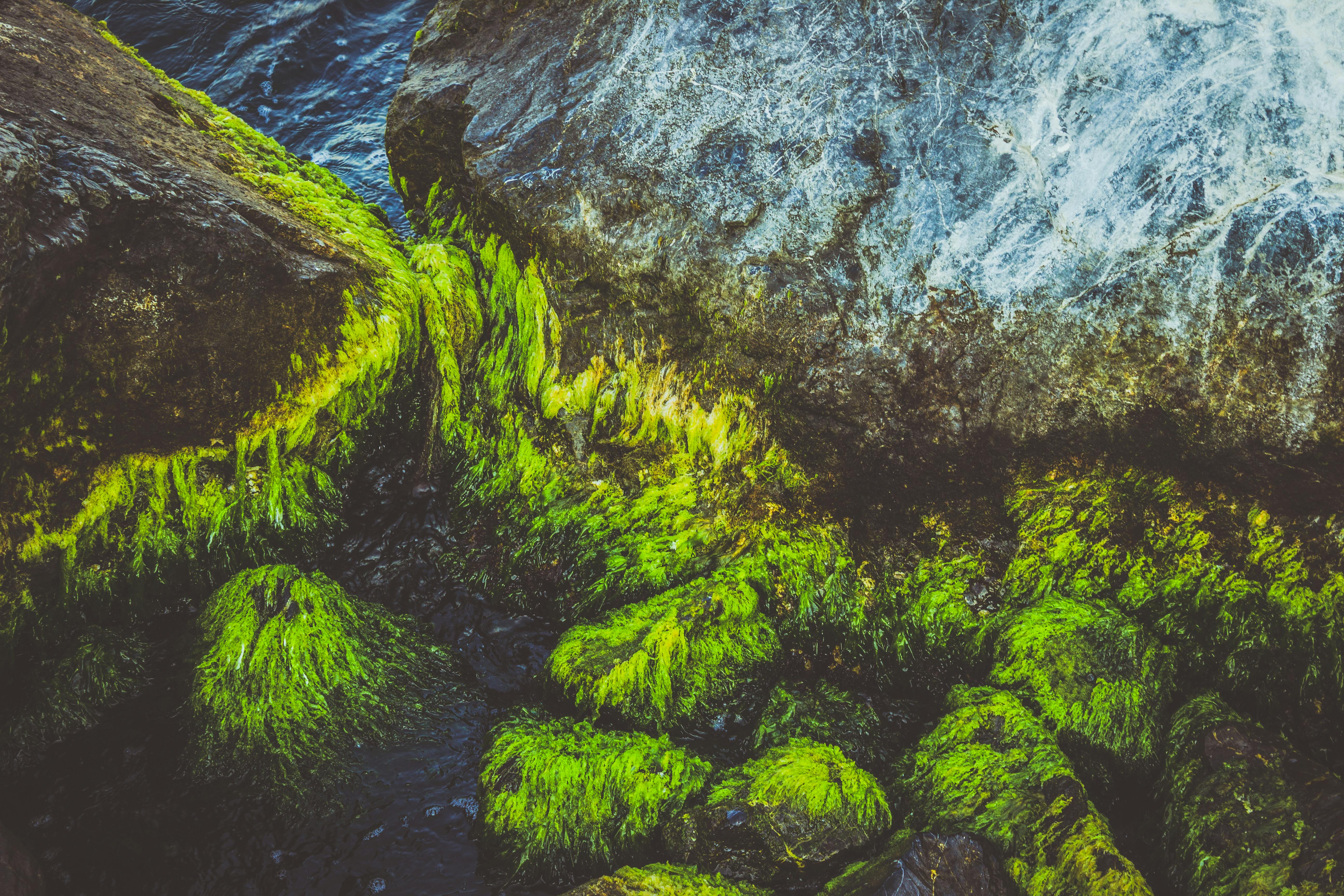 Moss on a Rock · Free Stock Photo
