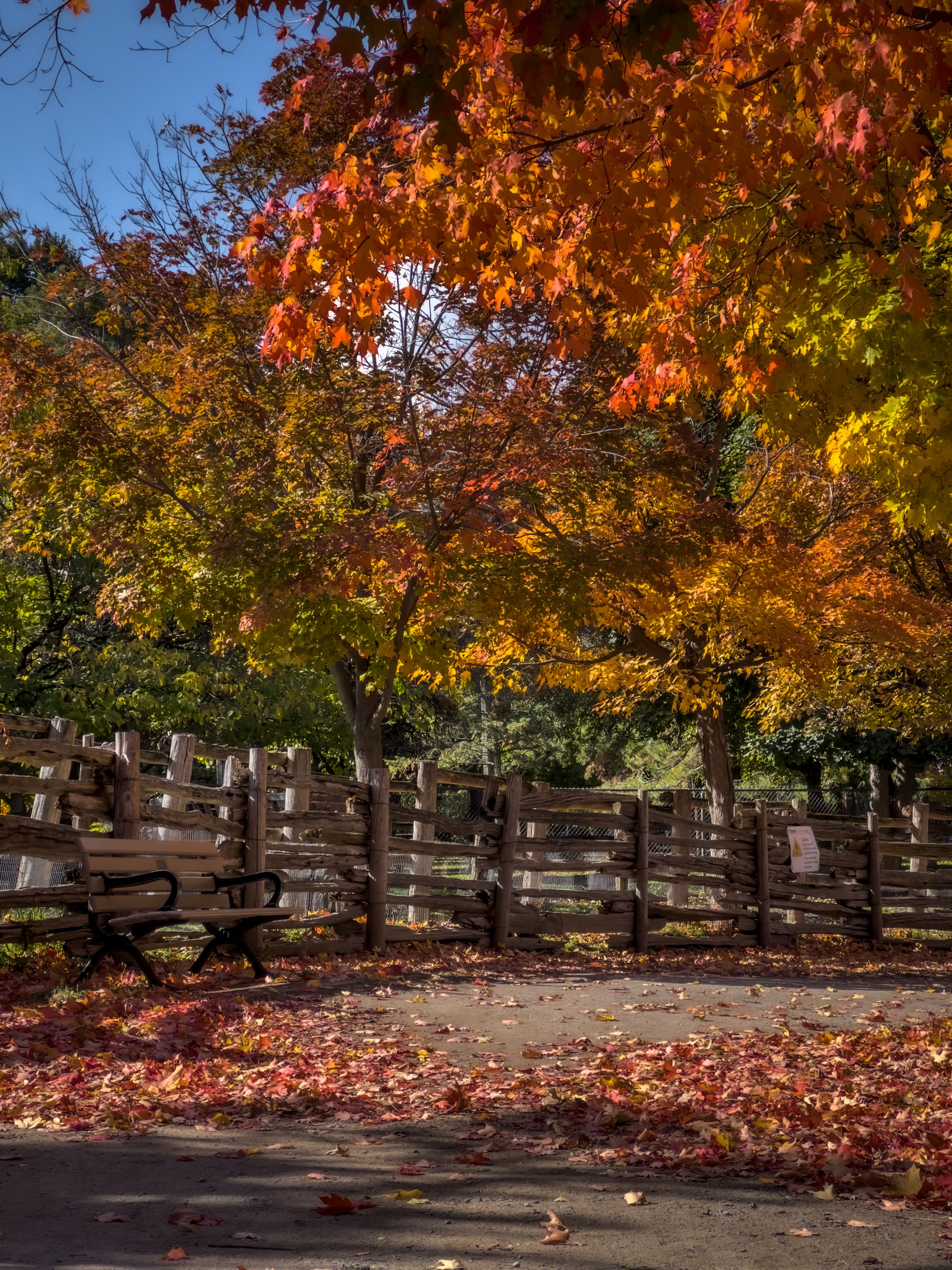 Colorful Trees over Fence in Autumn · Free Stock Photo