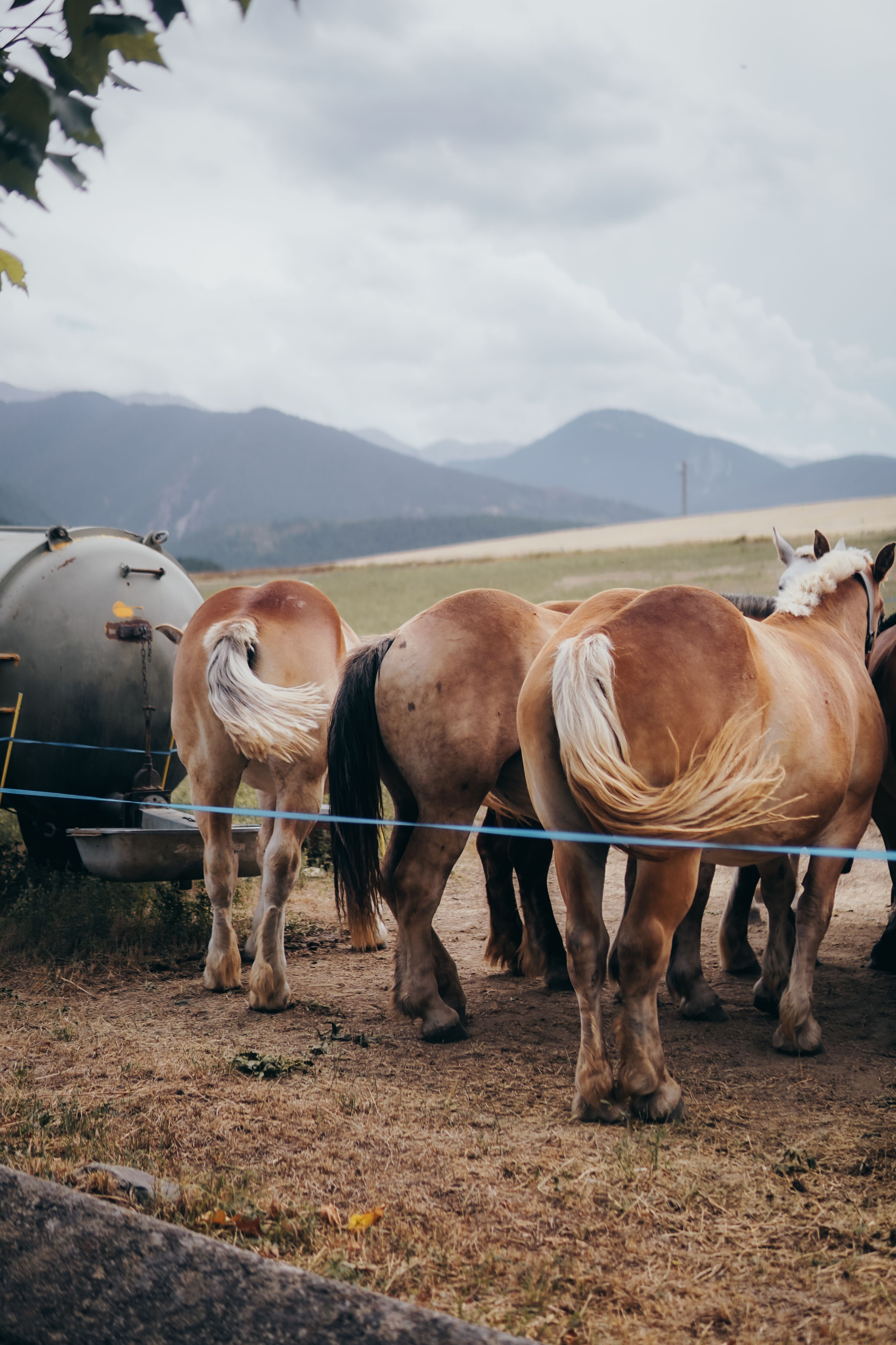 Horses in Field in Countryside · Free Stock Photo