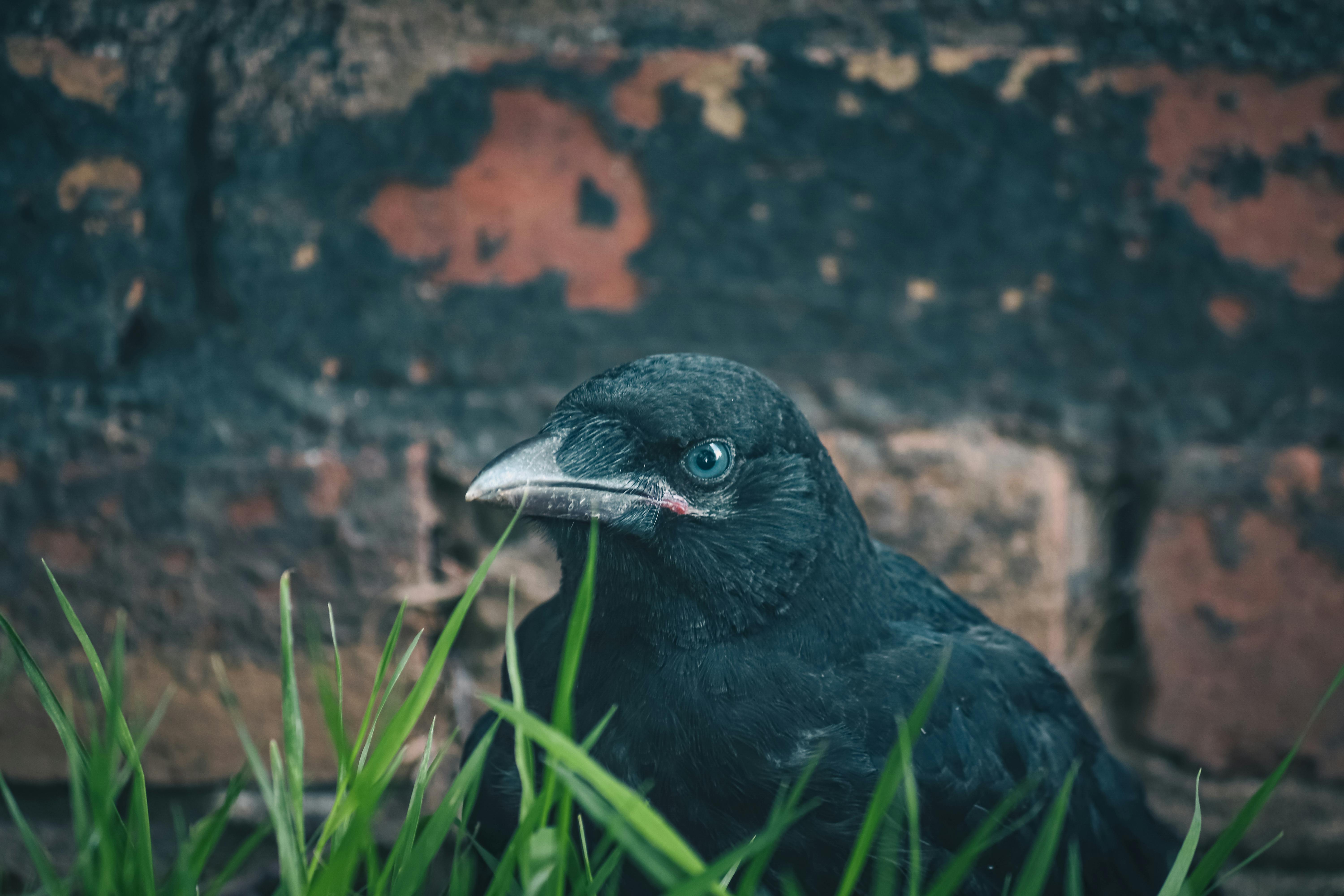 A Common Raven on Green Grass · Free Stock Photo