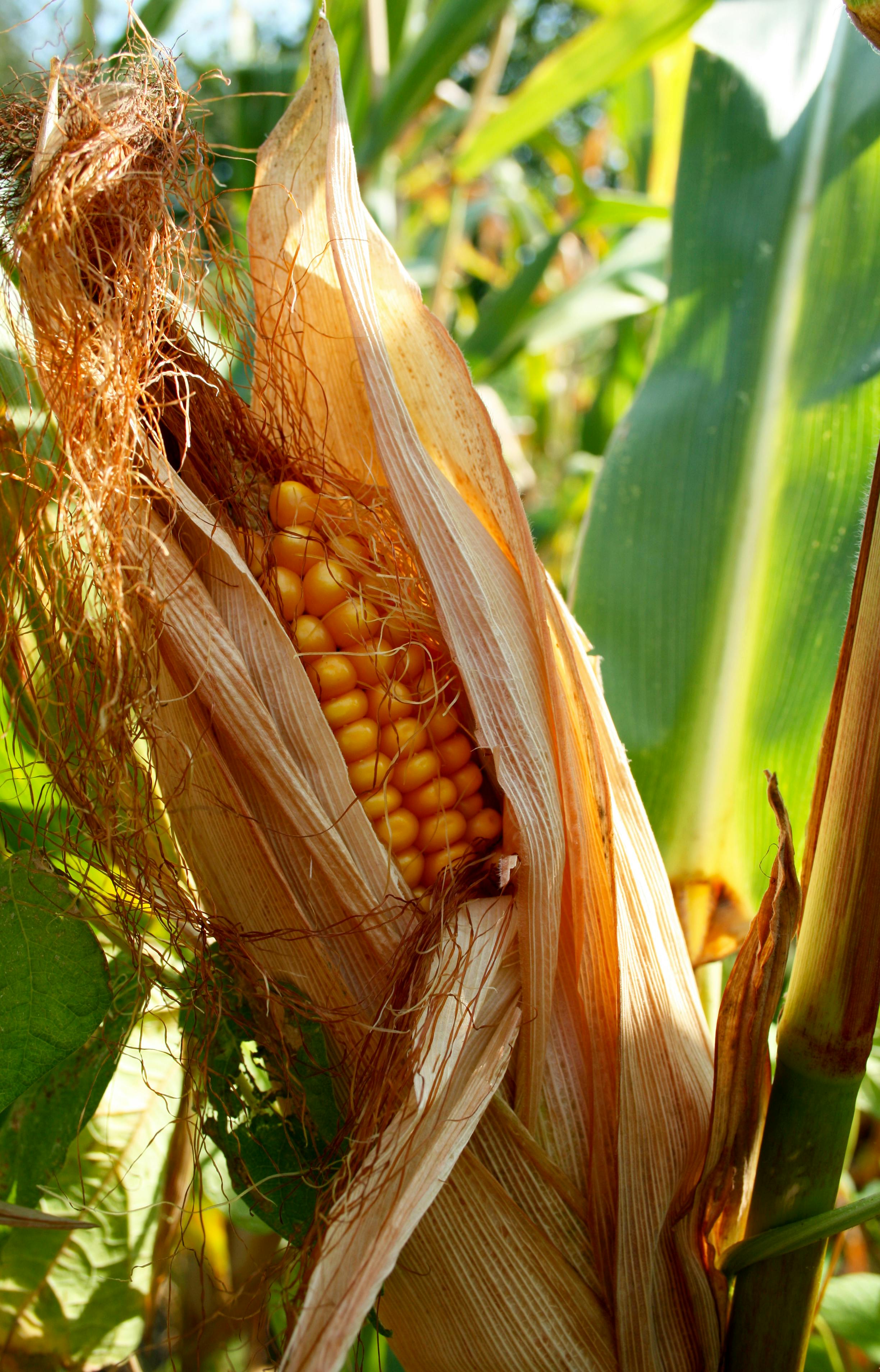 Free stock photo of corn, nature, vegetable