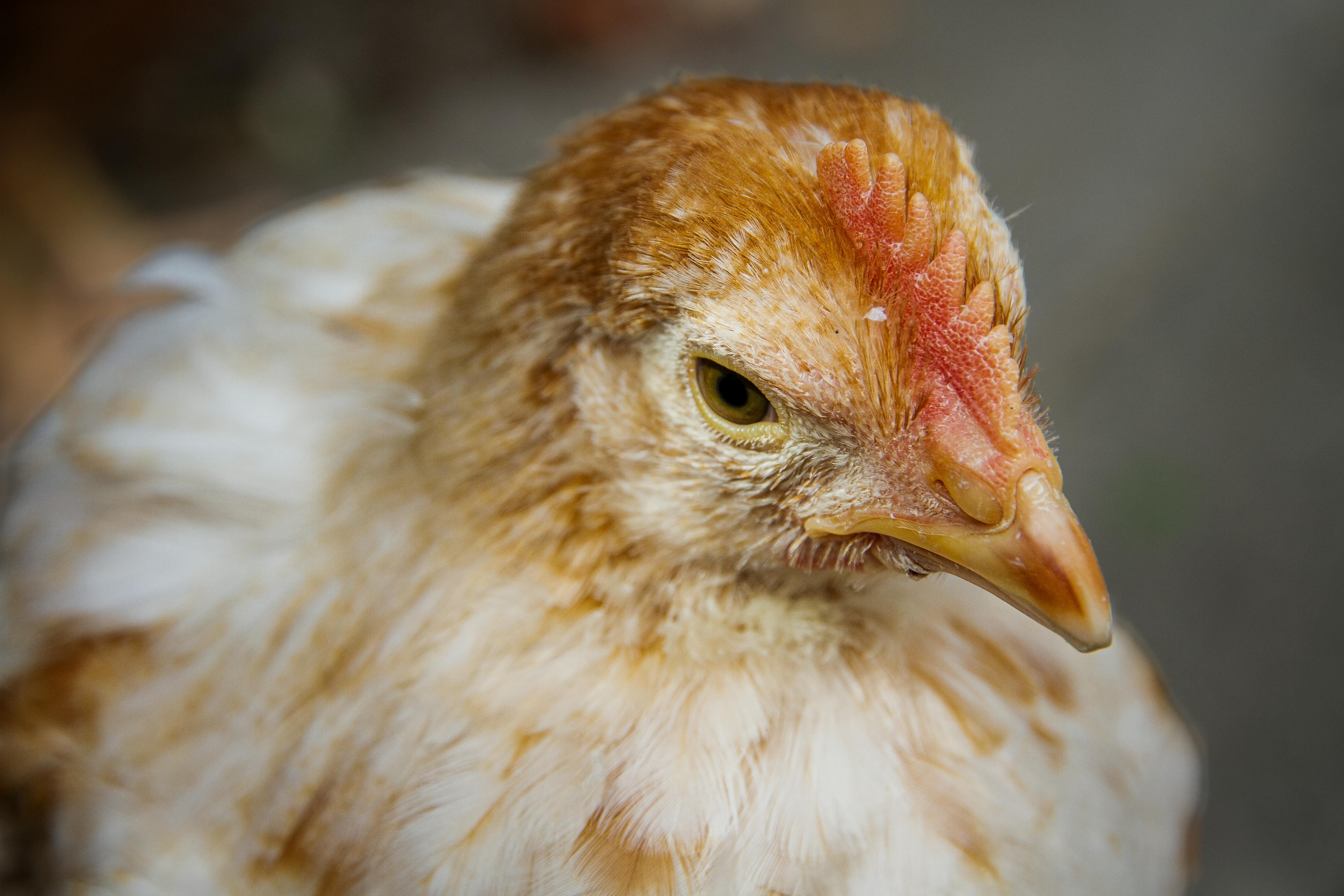 Close-up of a Chicken · Free Stock Photo