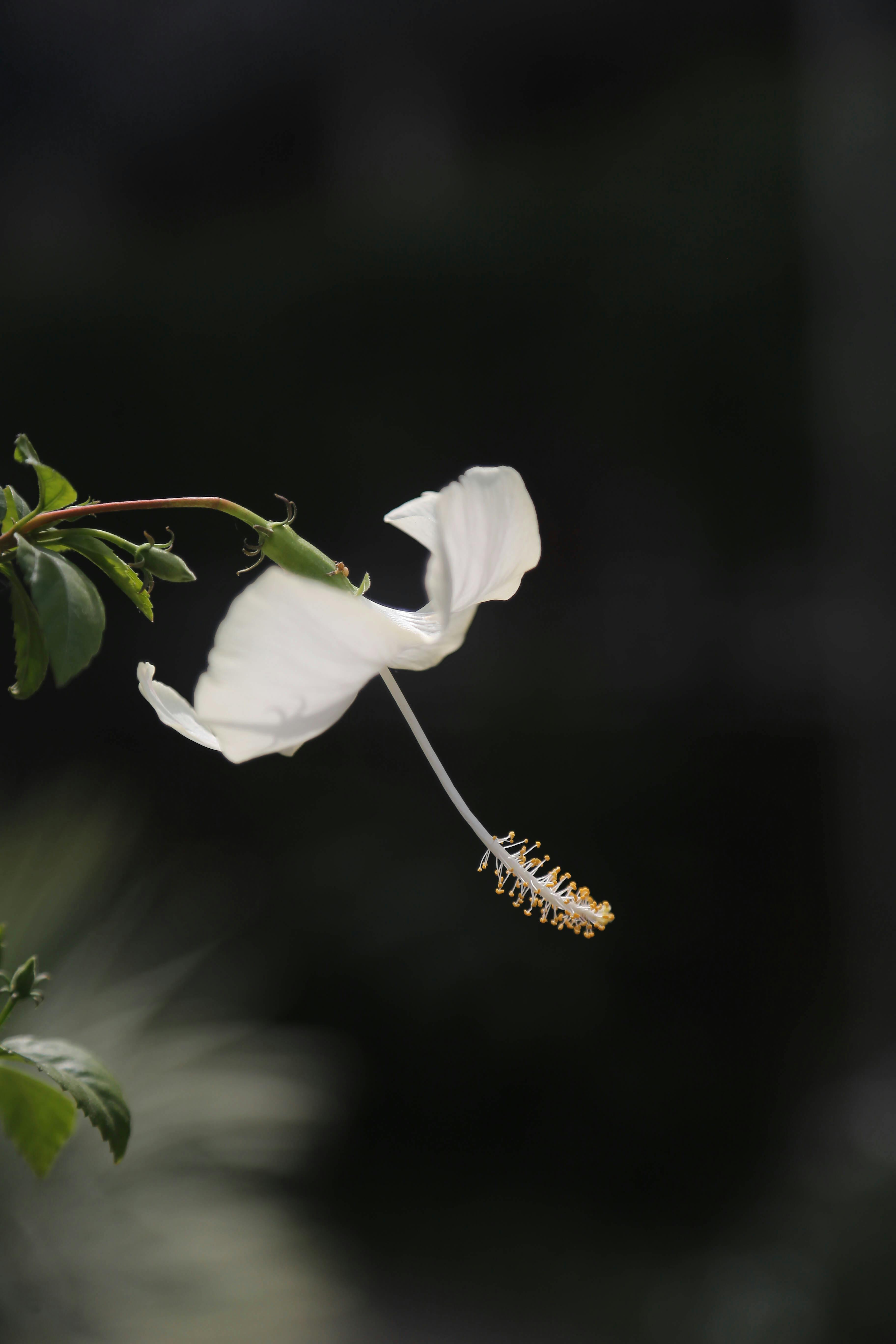 Padauk Flower Photos, Download The BEST Free Padauk Flower Stock Photos ...