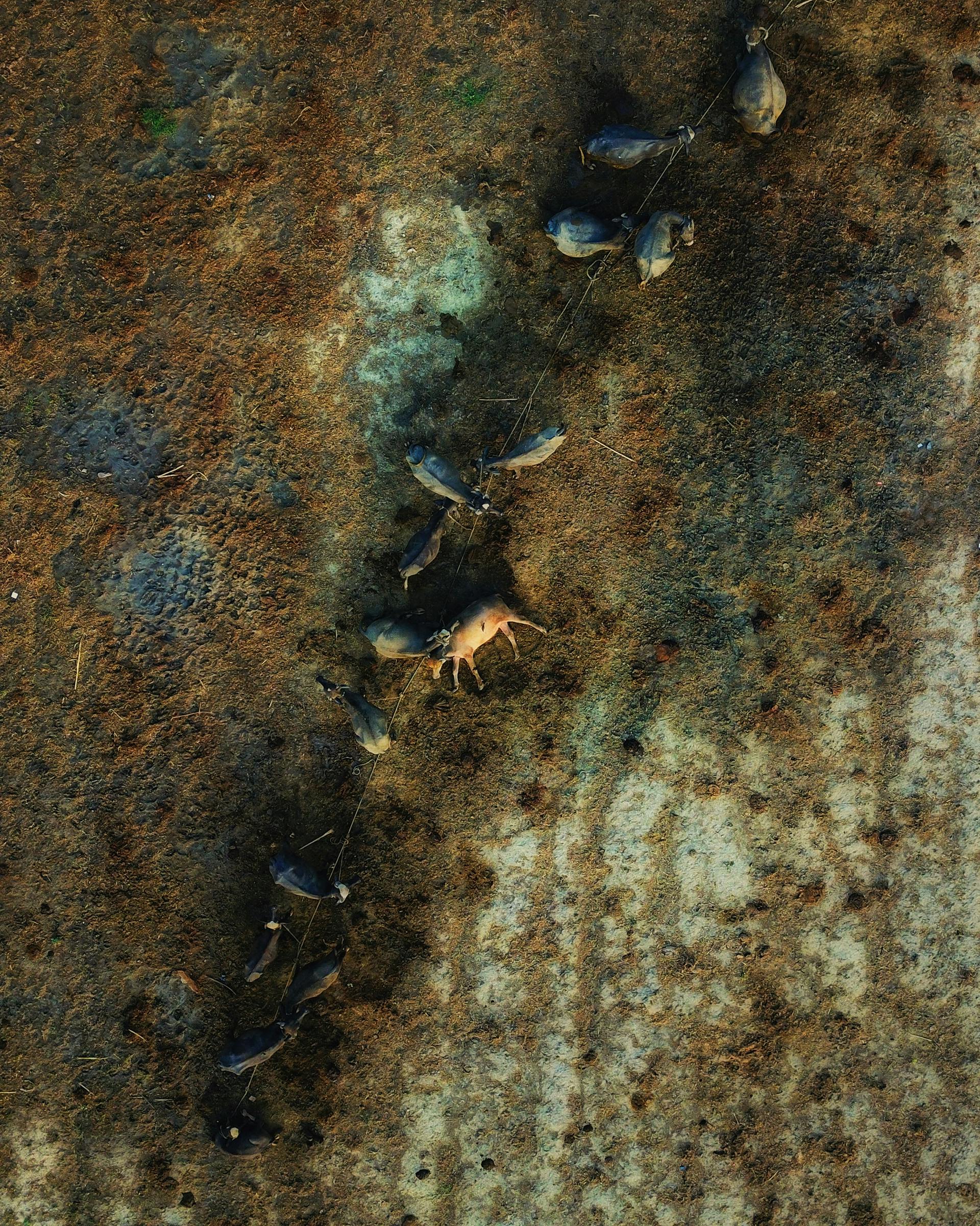 Mischievous Animals Photos, Download Free Mischievous Animals Stock ...