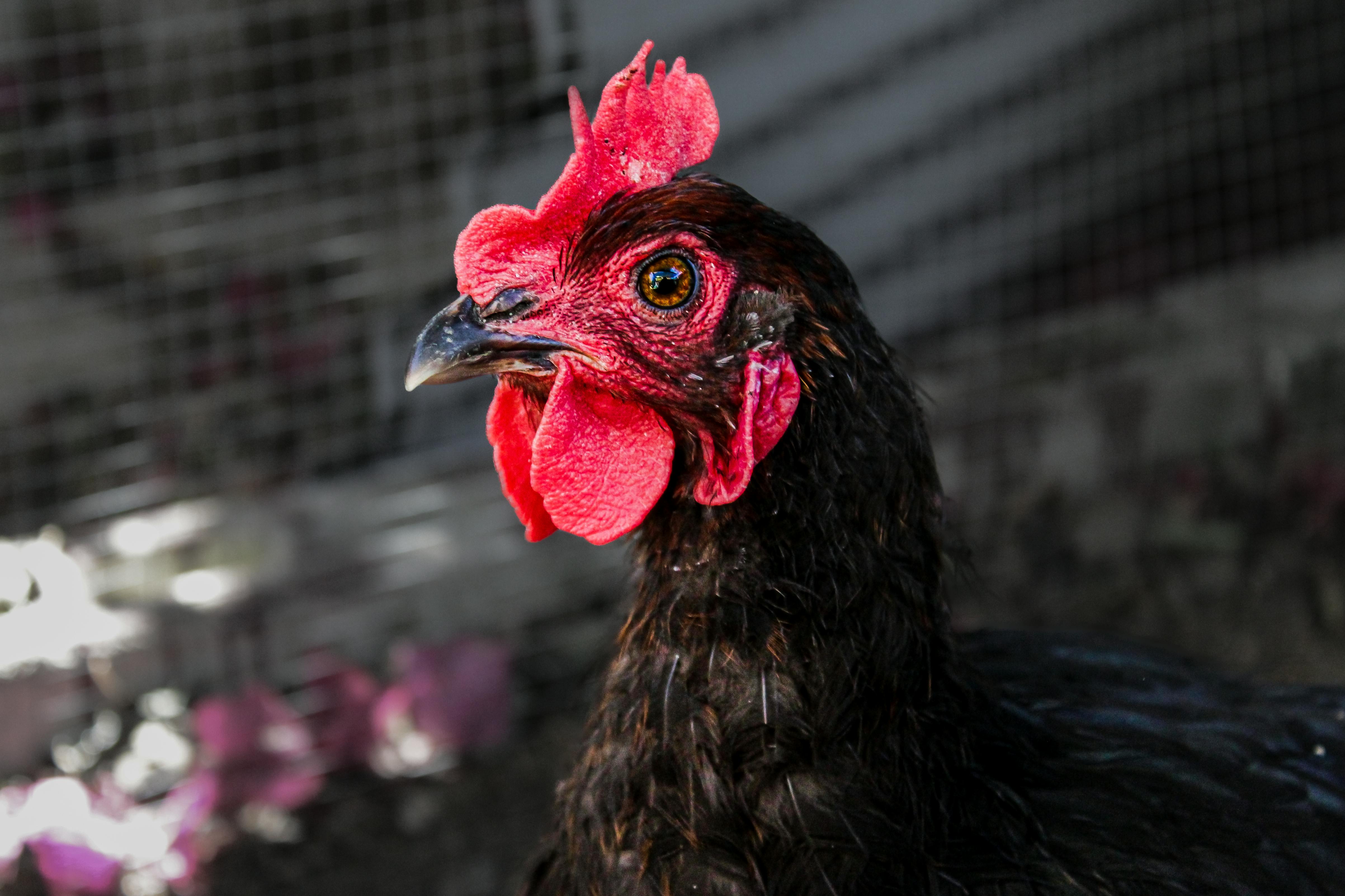 Head of Chicken · Free Stock Photo