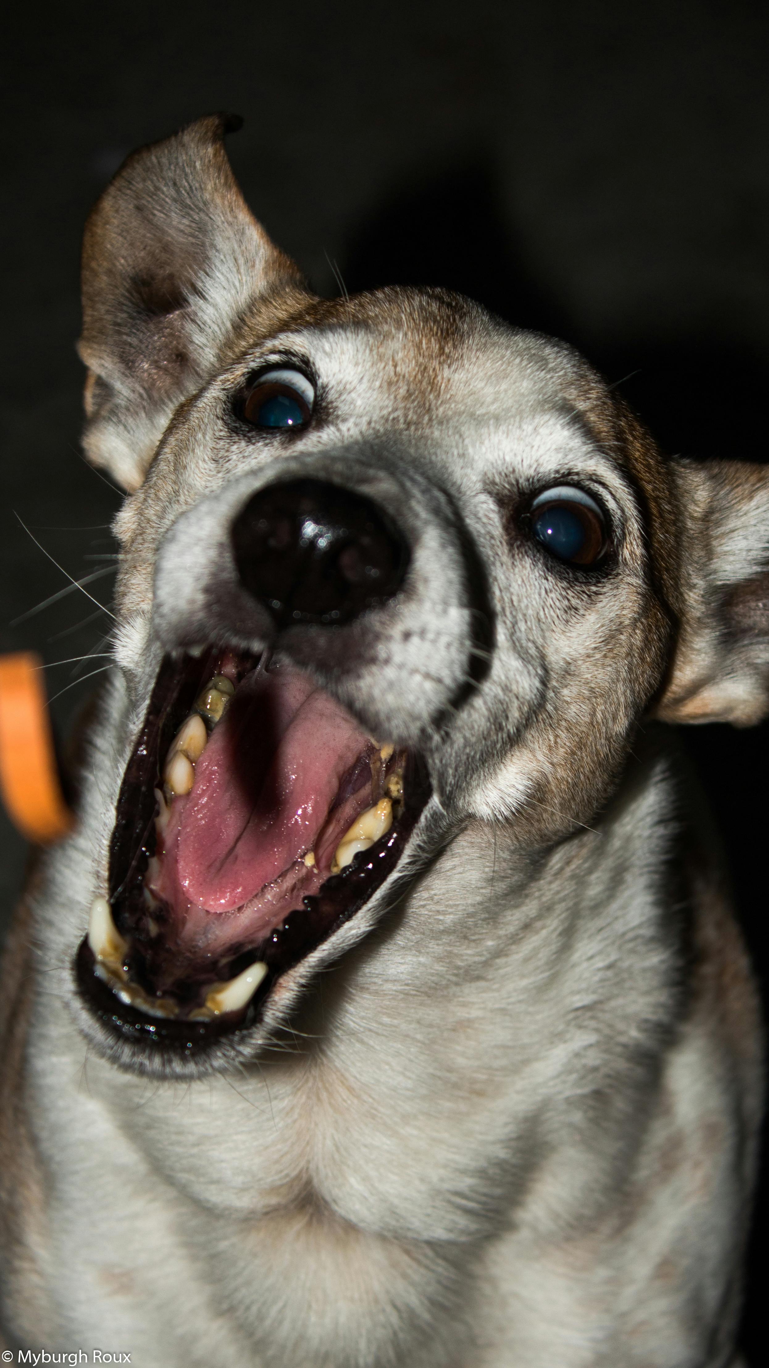 Myburgh Roux · Photography