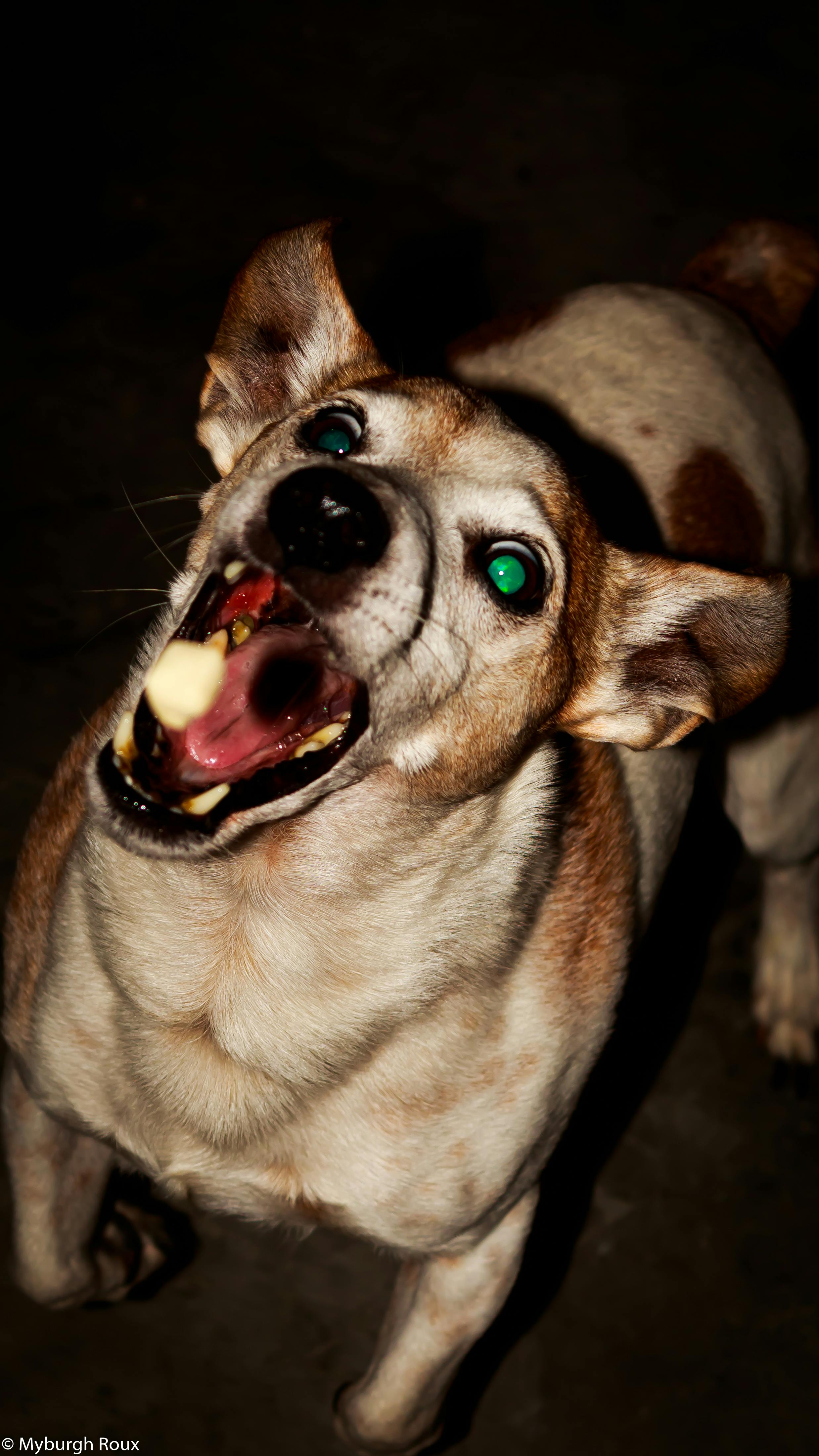 Myburgh Roux · Photography