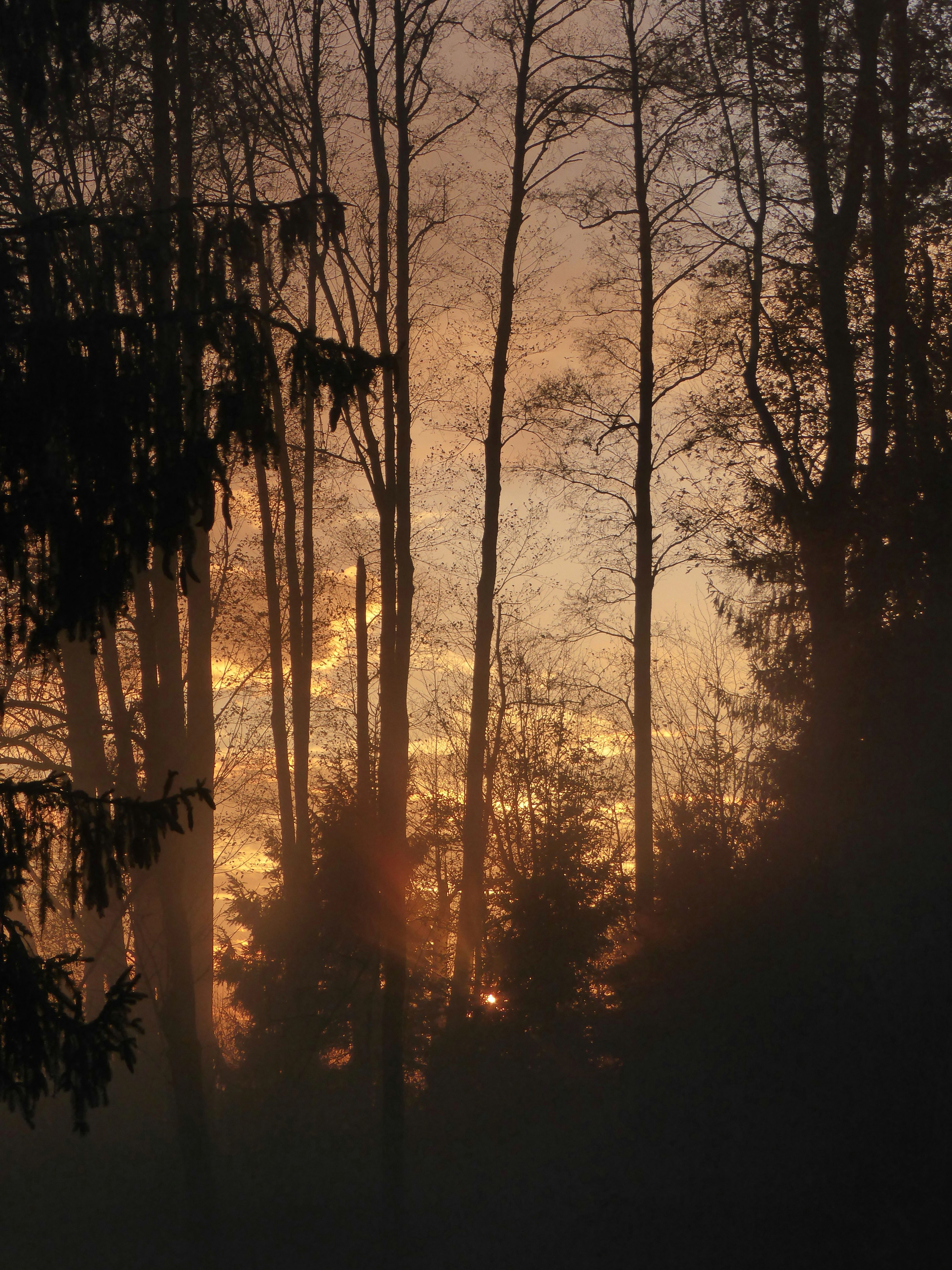Photo of Forest uring Dawn · Free Stock Photo