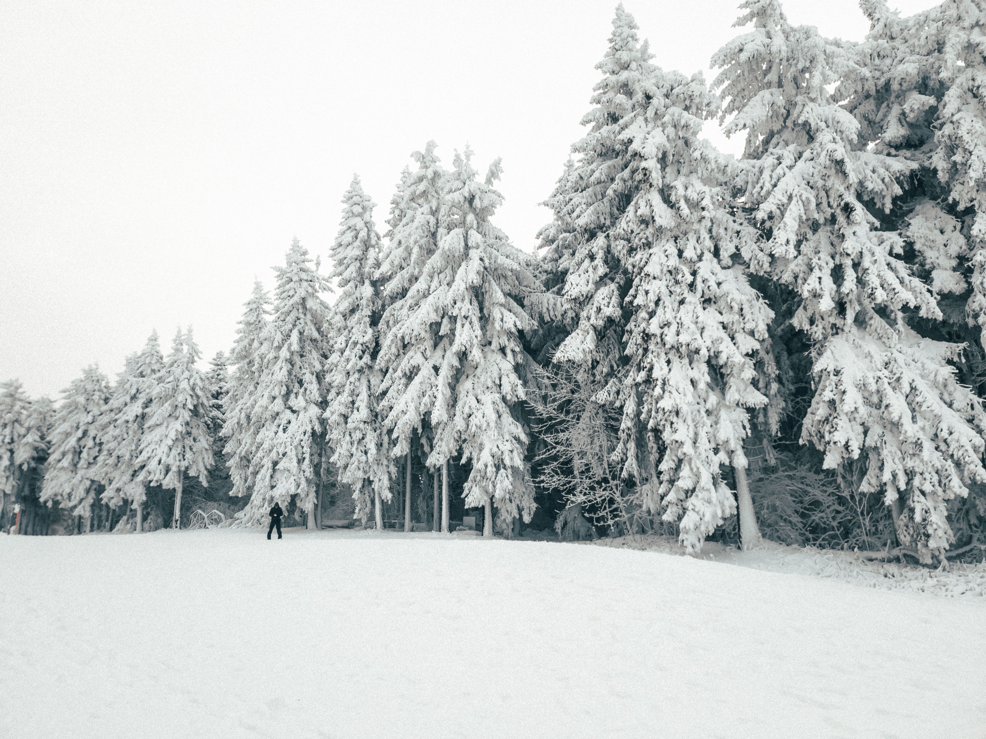 A Person Standing on a Snow Covered Ground Near the Trees Under the ...