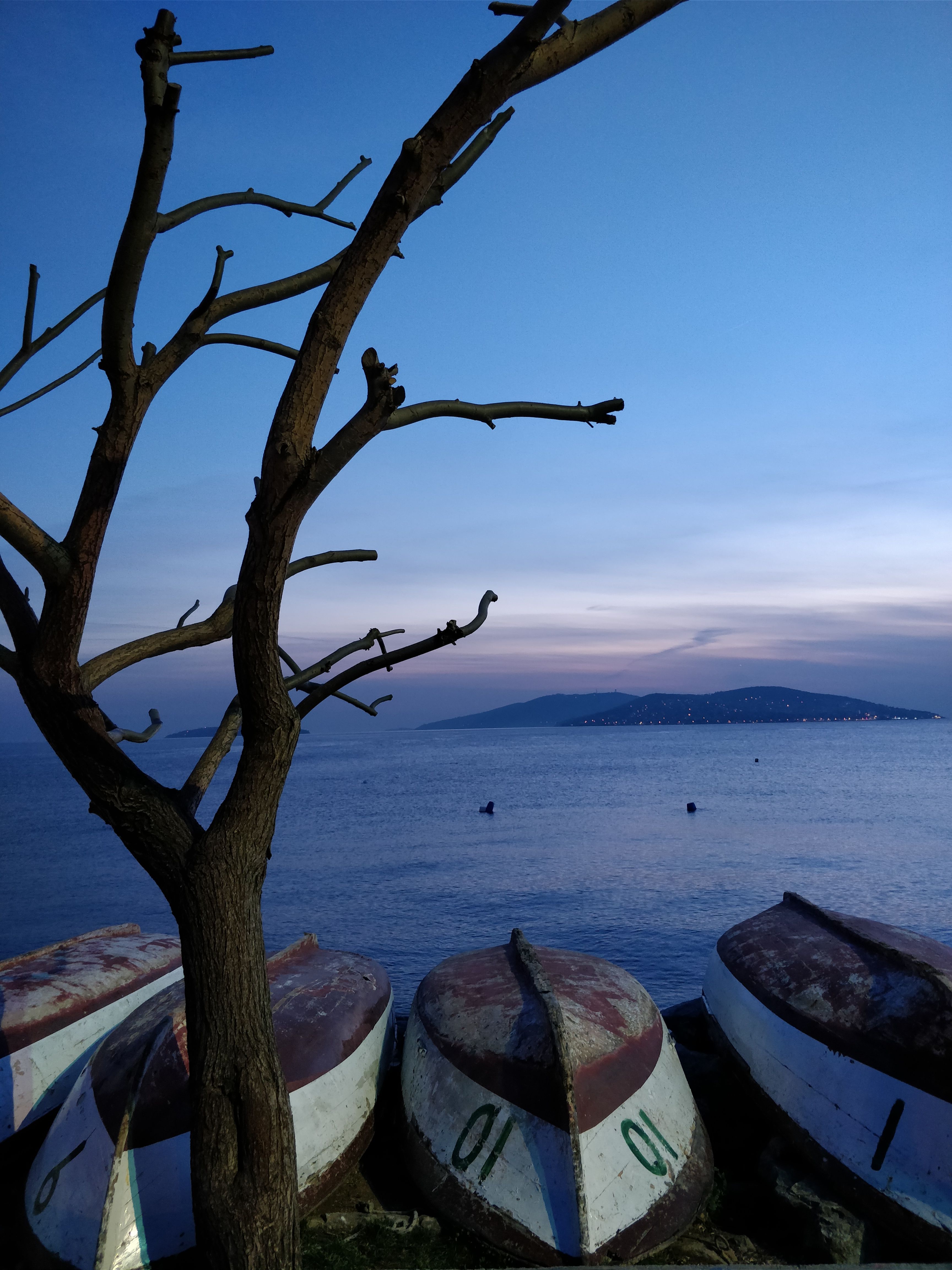 Bare Tree and Boats on Seashore · Free Stock Photo