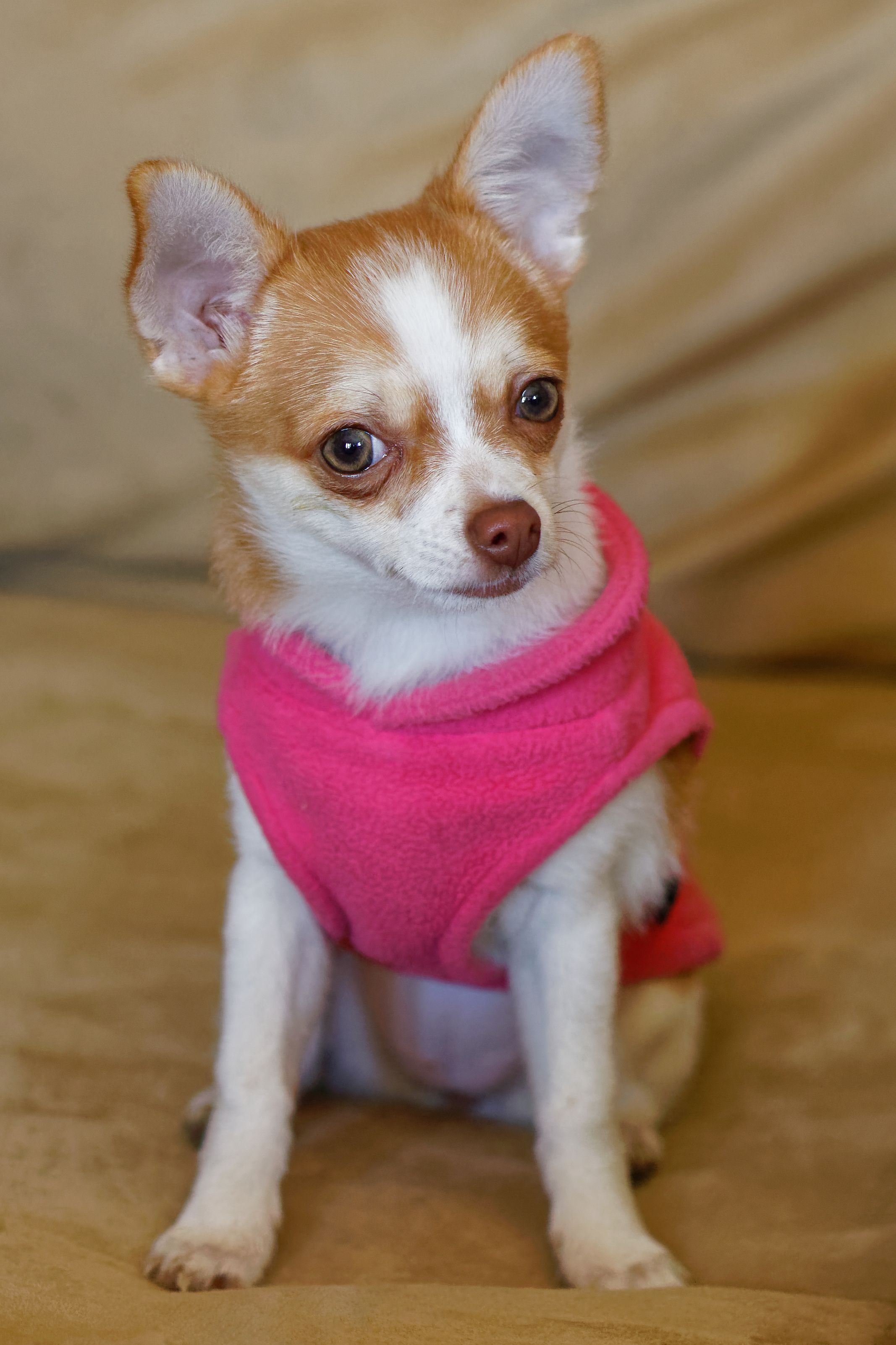 Close-Up Shot of a Chihuahua · Free Stock Photo