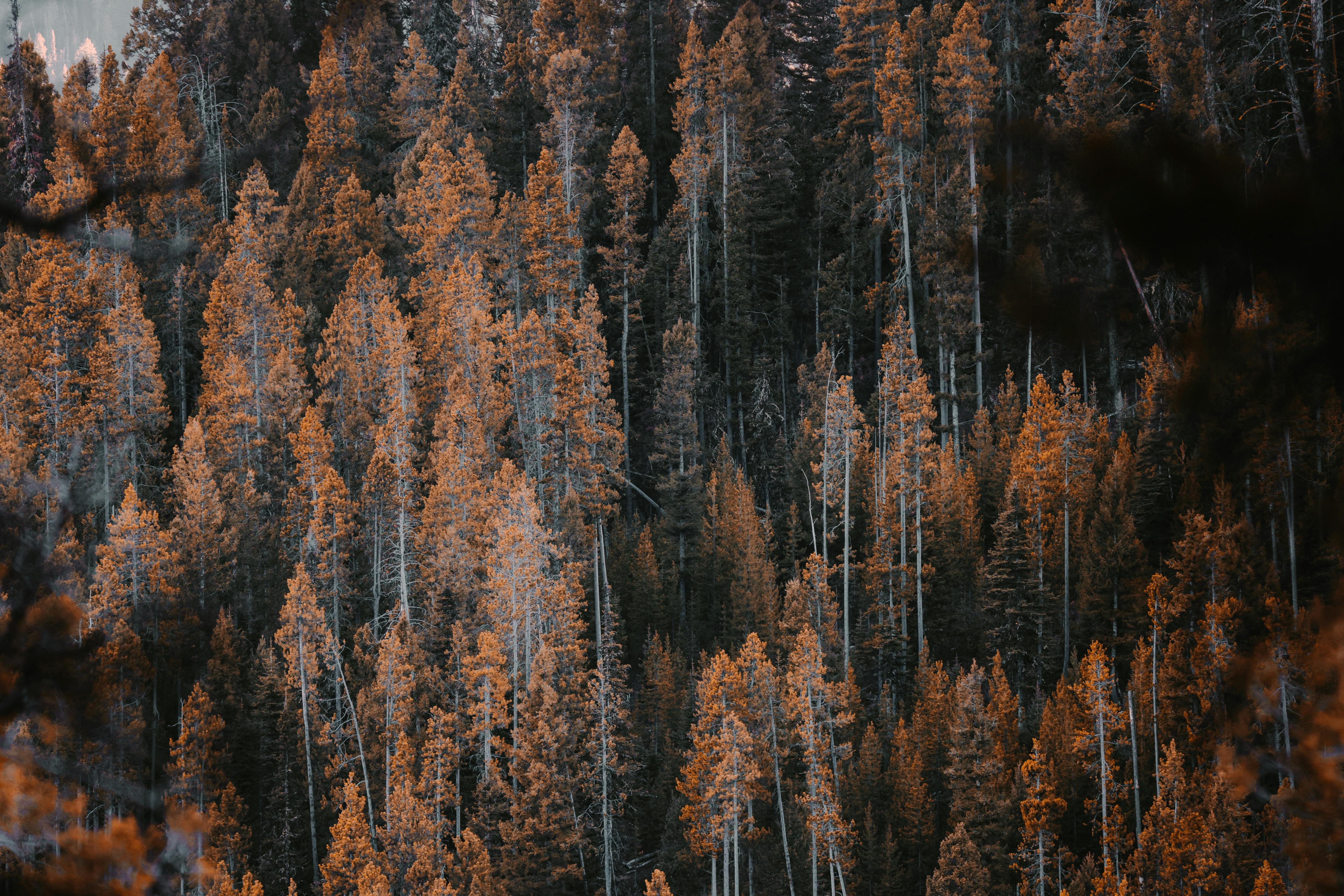 Photo of Trees with Orange Leaves · Free Stock Photo