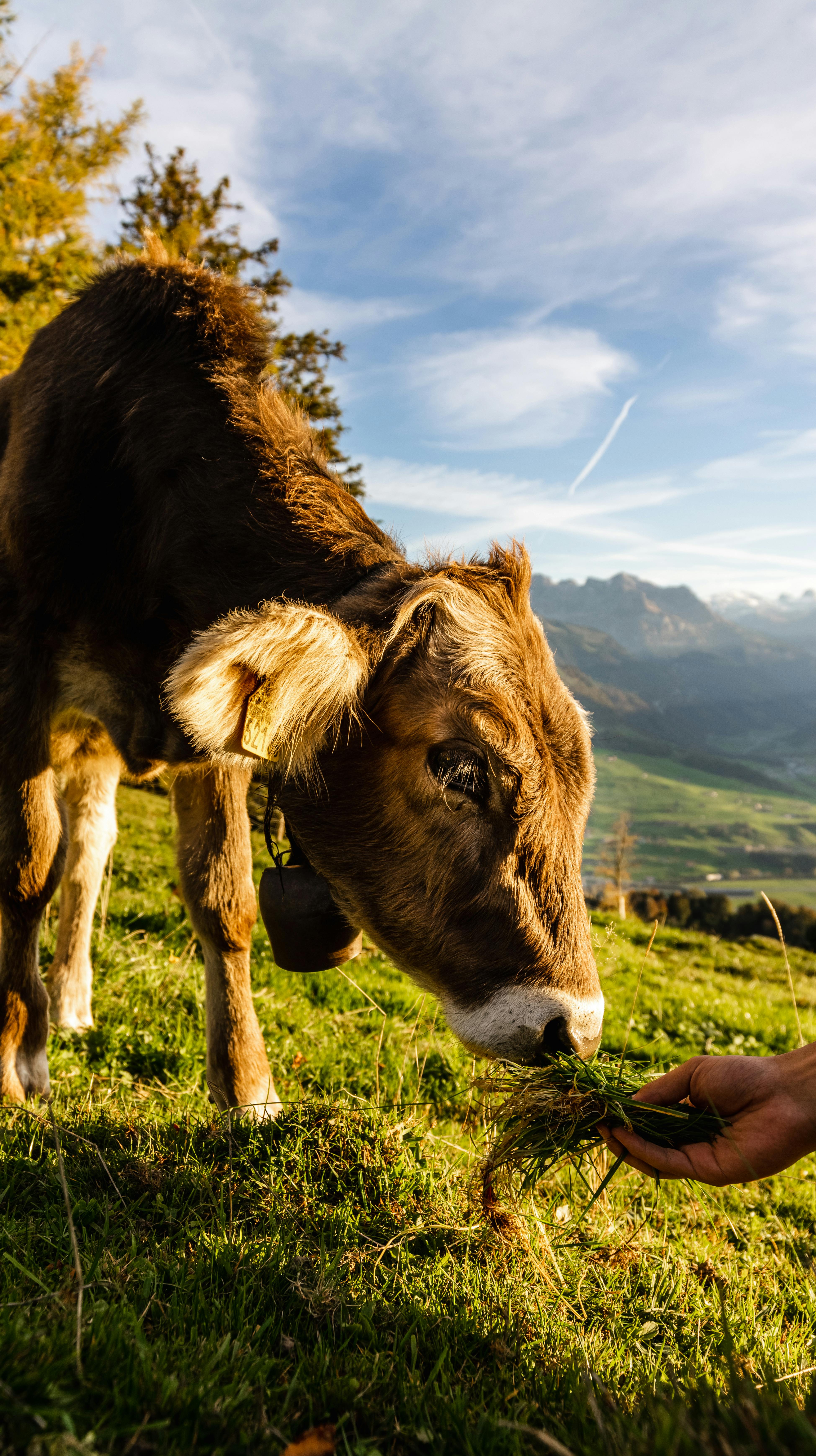 Cow Feeding Photos, Download The BEST Free Cow Feeding Stock Photos ...