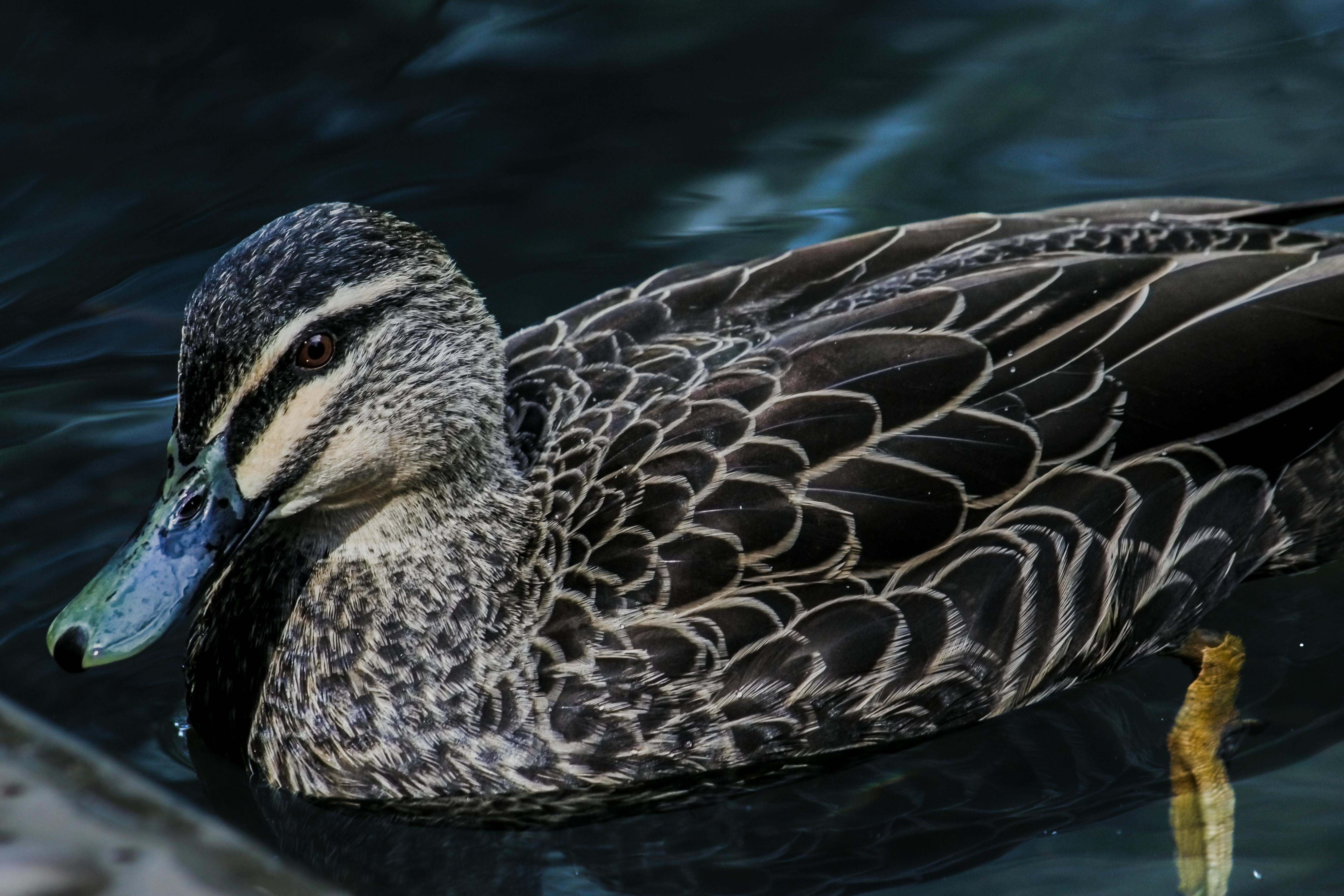 Duck Desktop Wallpaper Photos, Download The BEST Free Duck Desktop ...