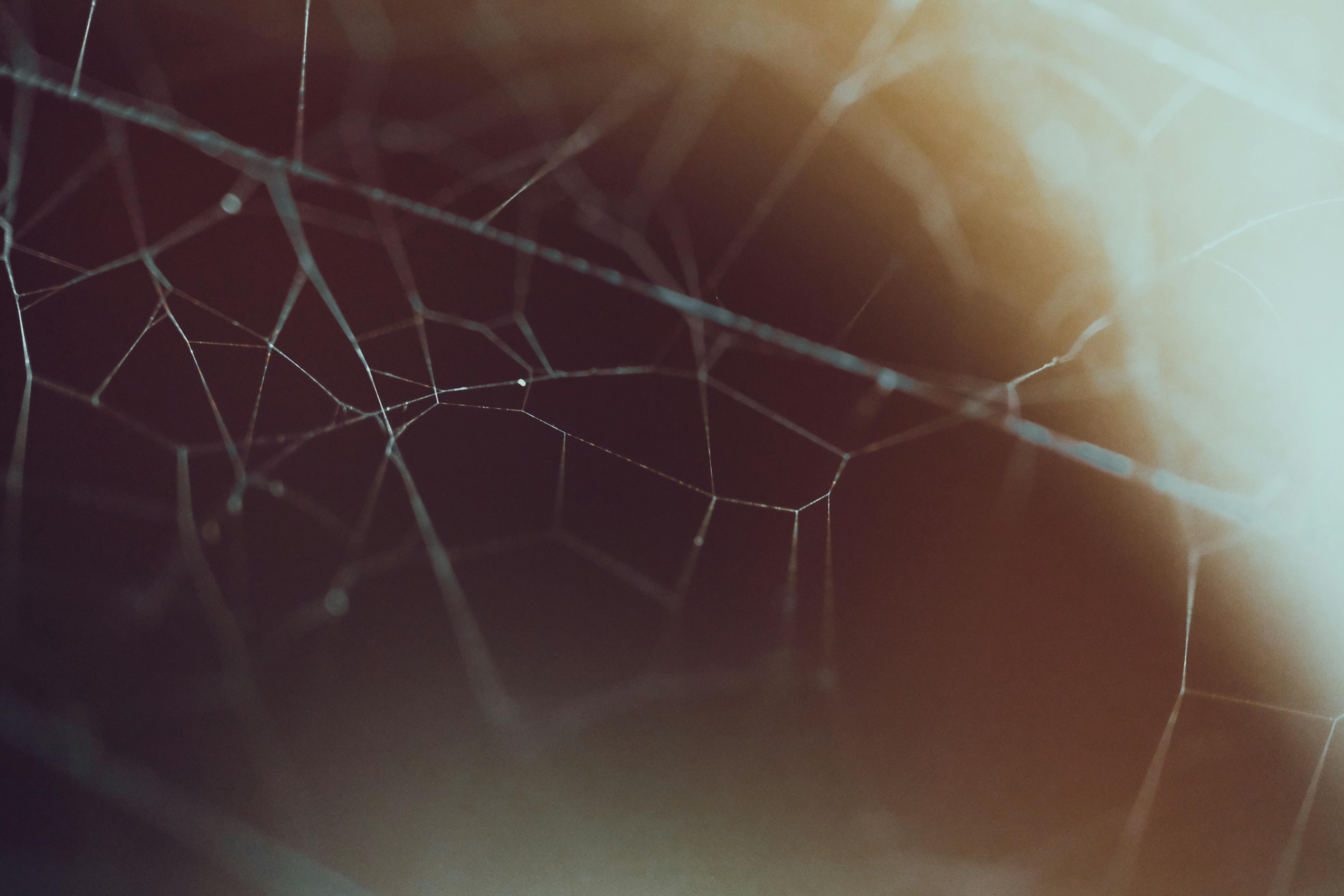 Macro Shot of a Spider Web · Free Stock Photo