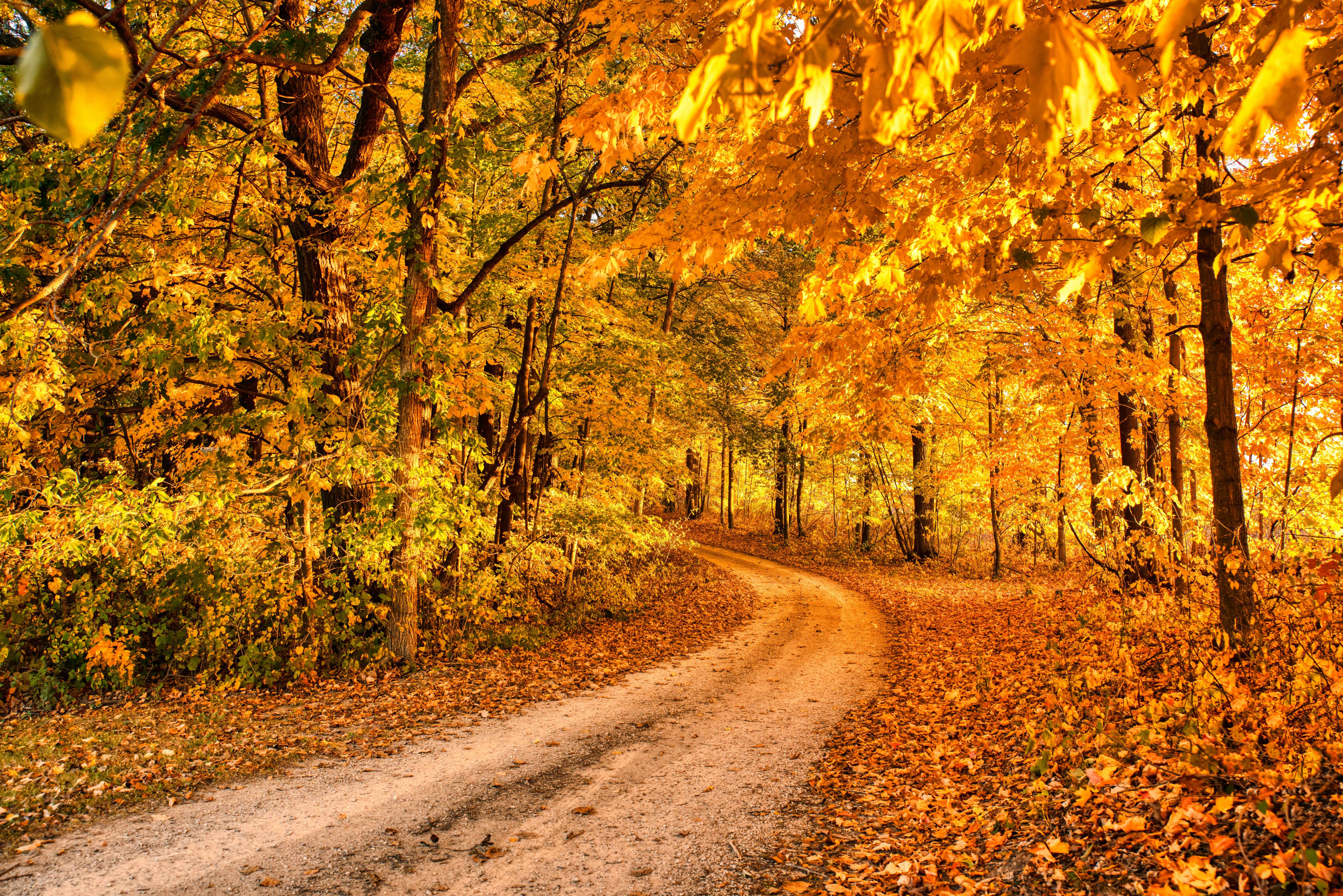 Dirt Road Between Trees with Yellow Leaves · Free Stock Photo