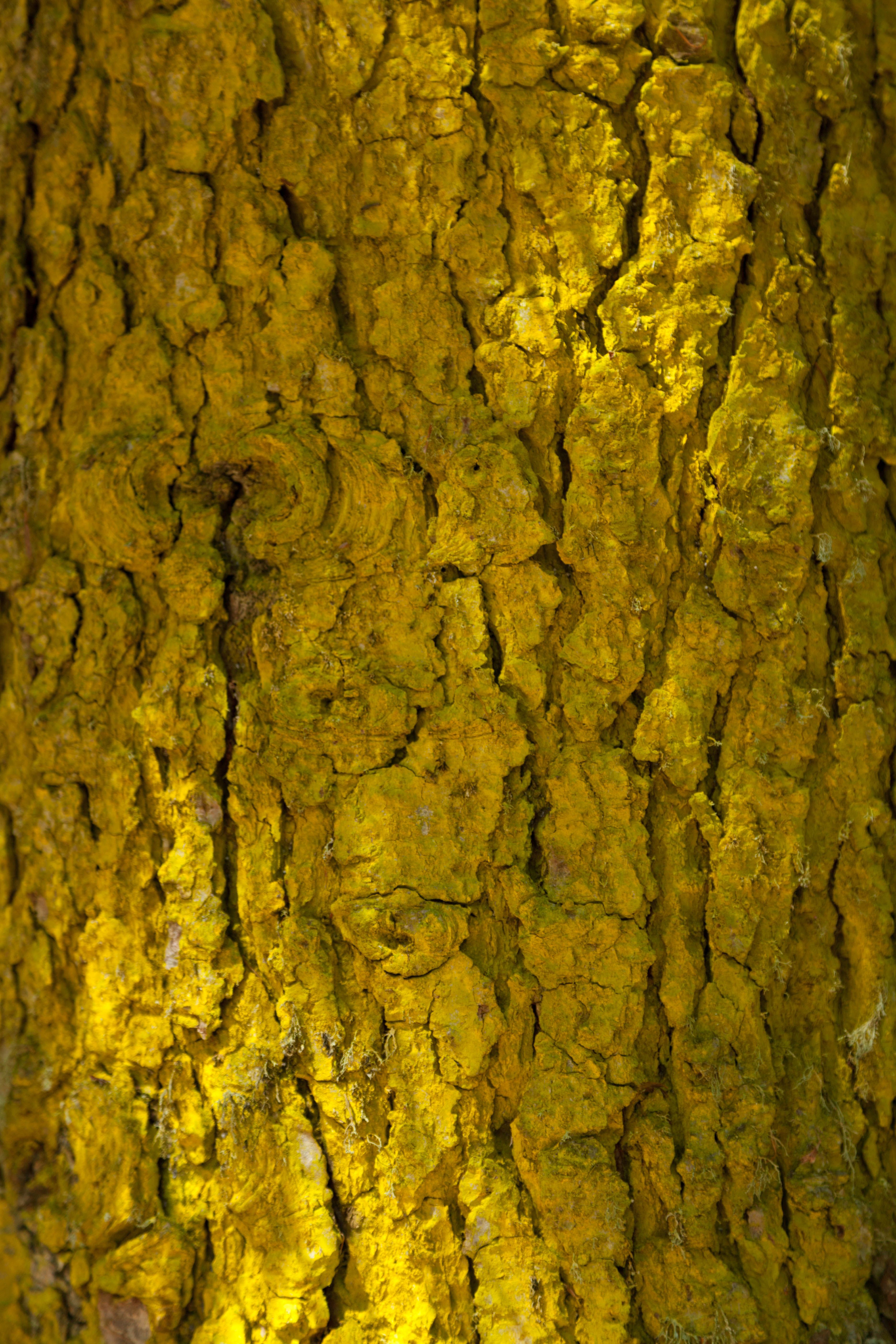 Hand Touching the Tree Trunk · Free Stock Photo