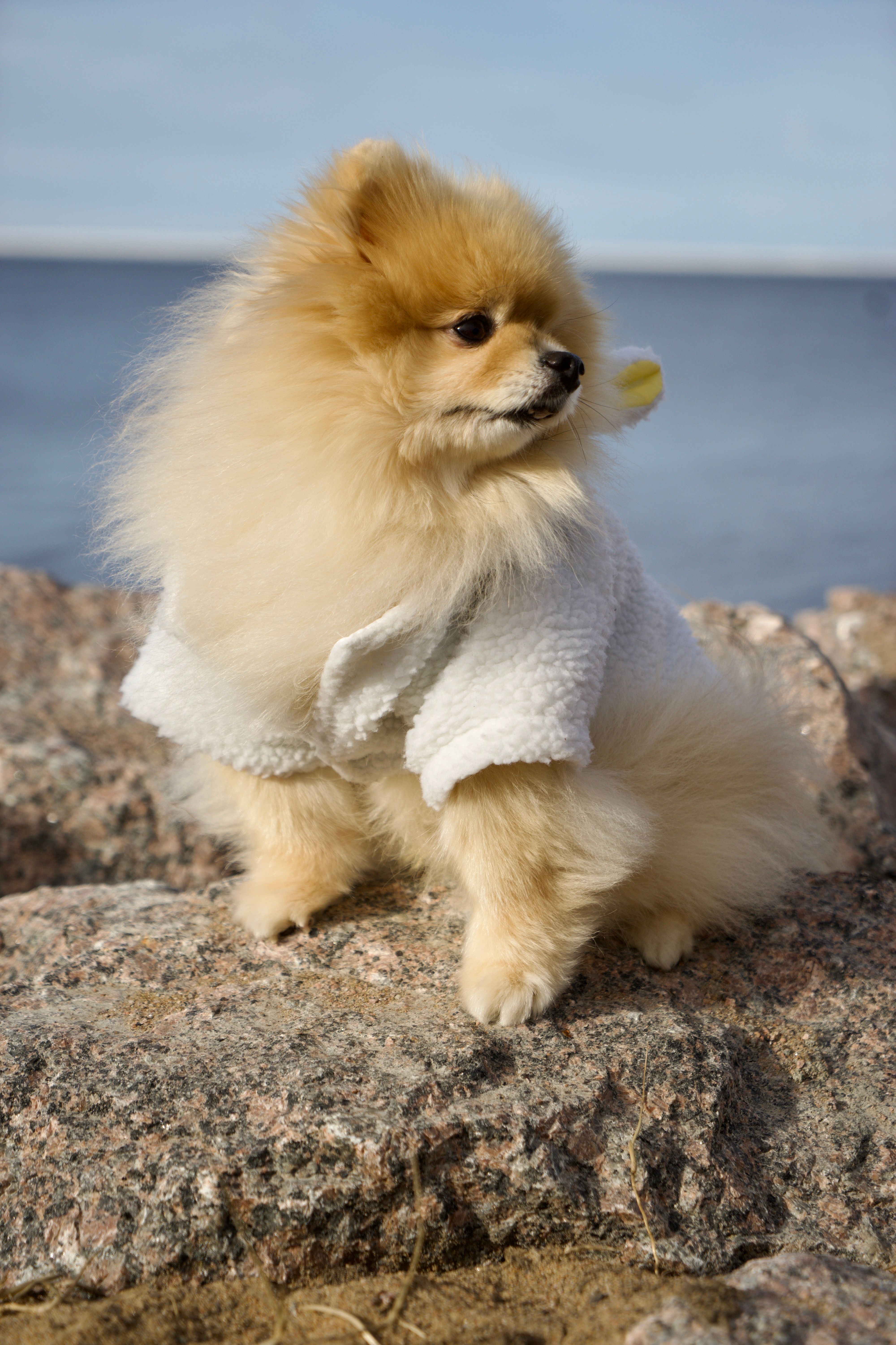 Pomeranian Wearing Tiny Sweater · Free Stock Photo