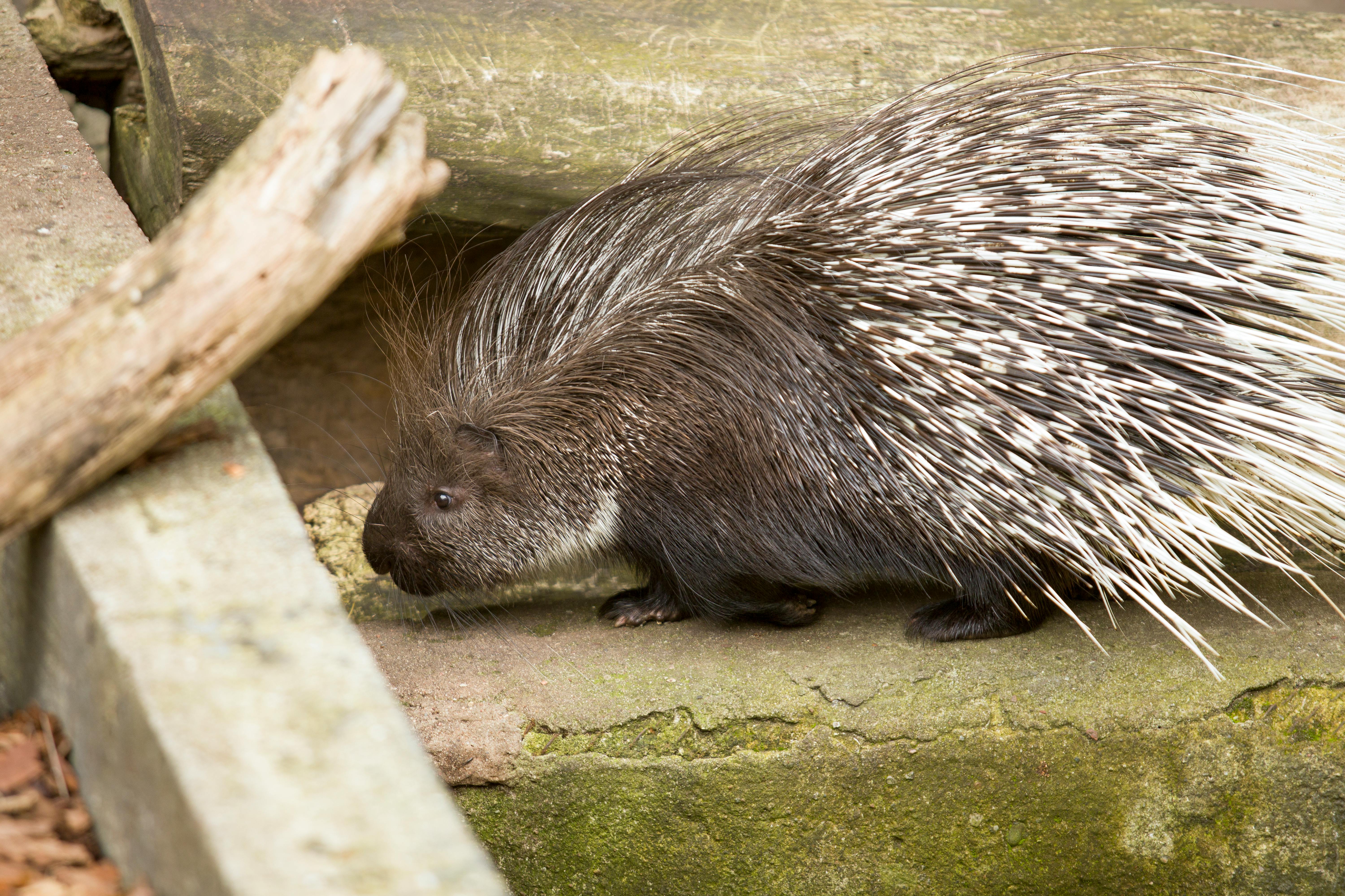 Porcupine in Close-Up Photography · Free Stock Photo