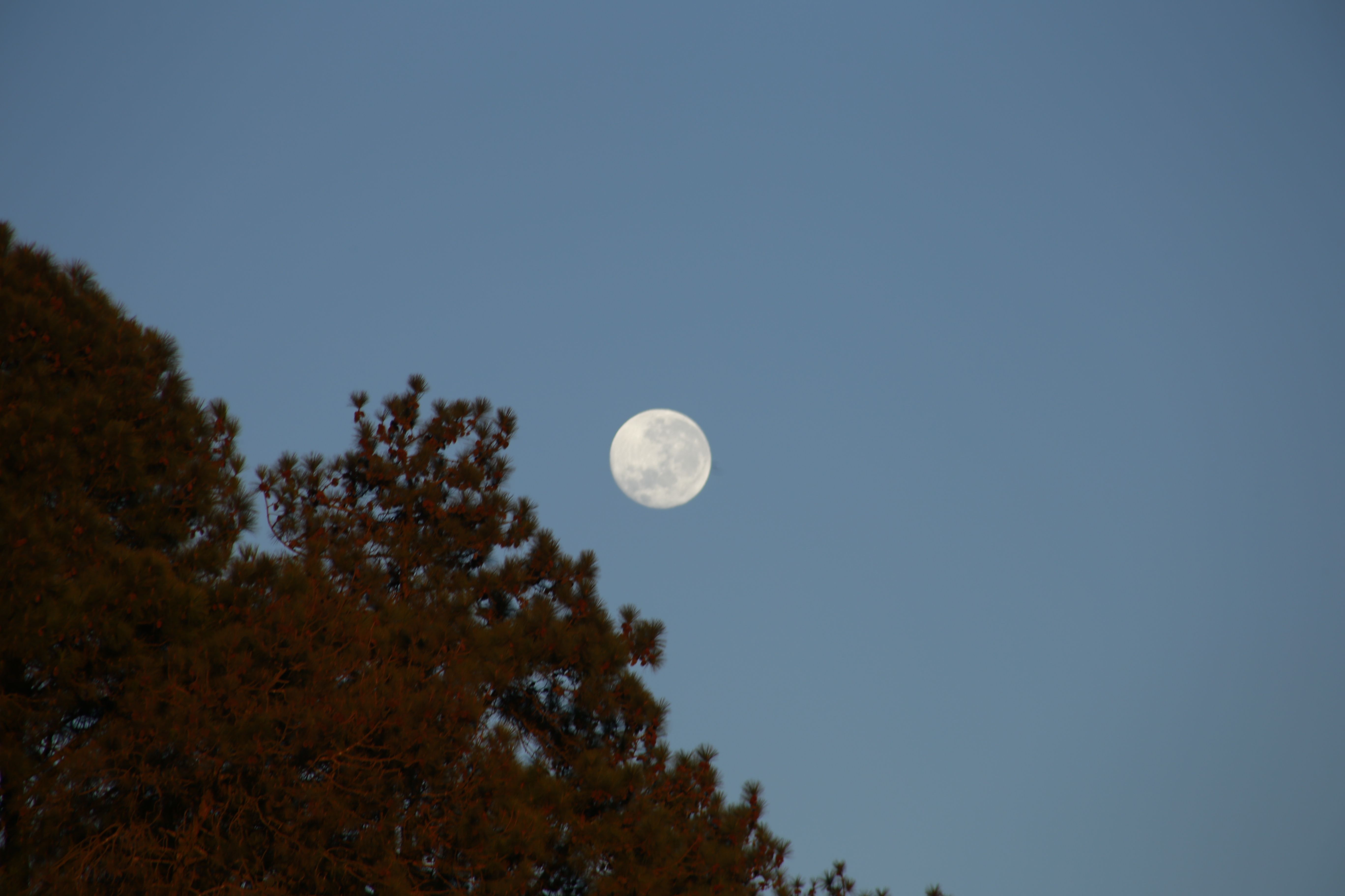 Lua Cheia Sobre A árvore · Foto profissional gratuita