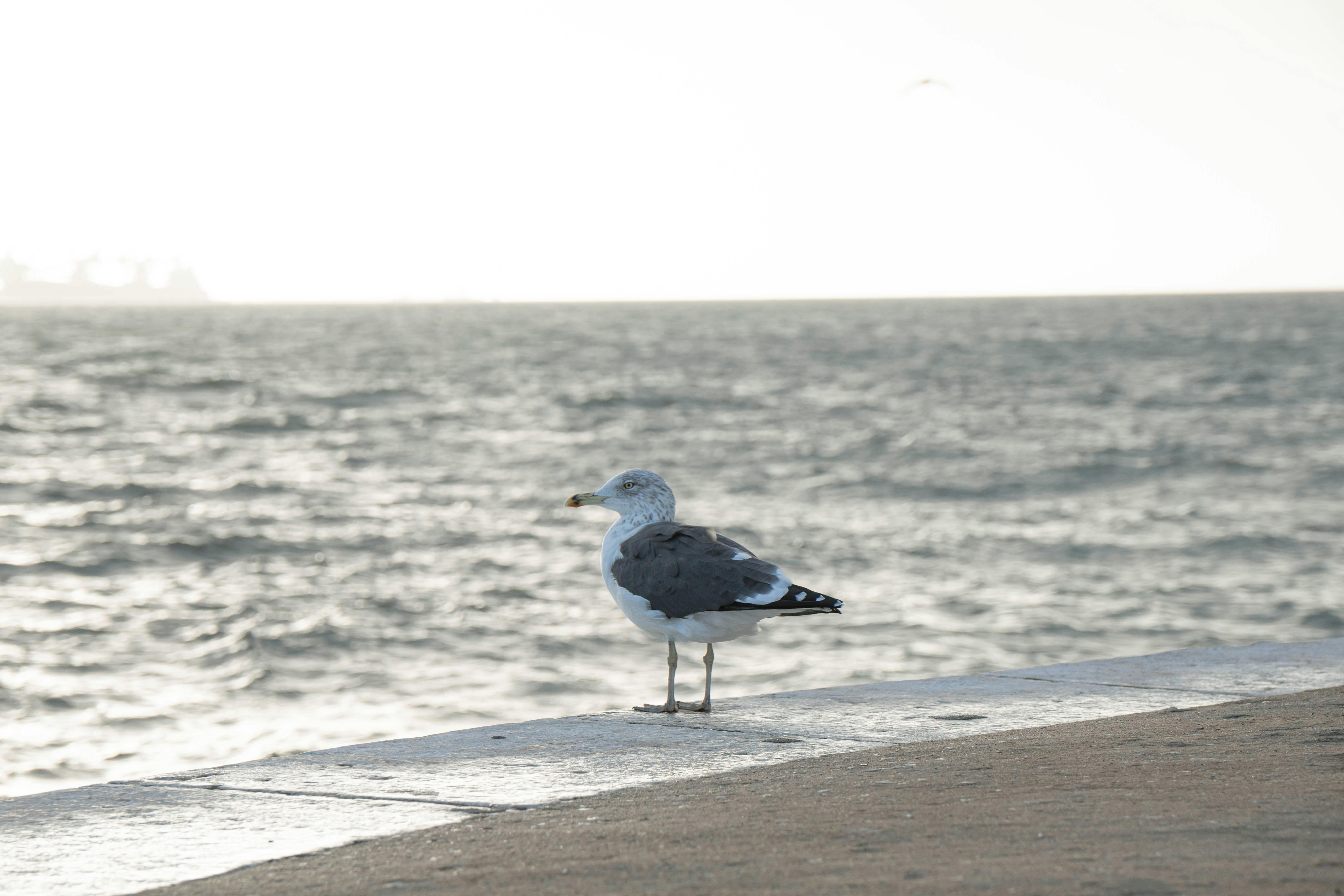 Back View Photo of Isolated Bird in Black Background · Free Stock Photo