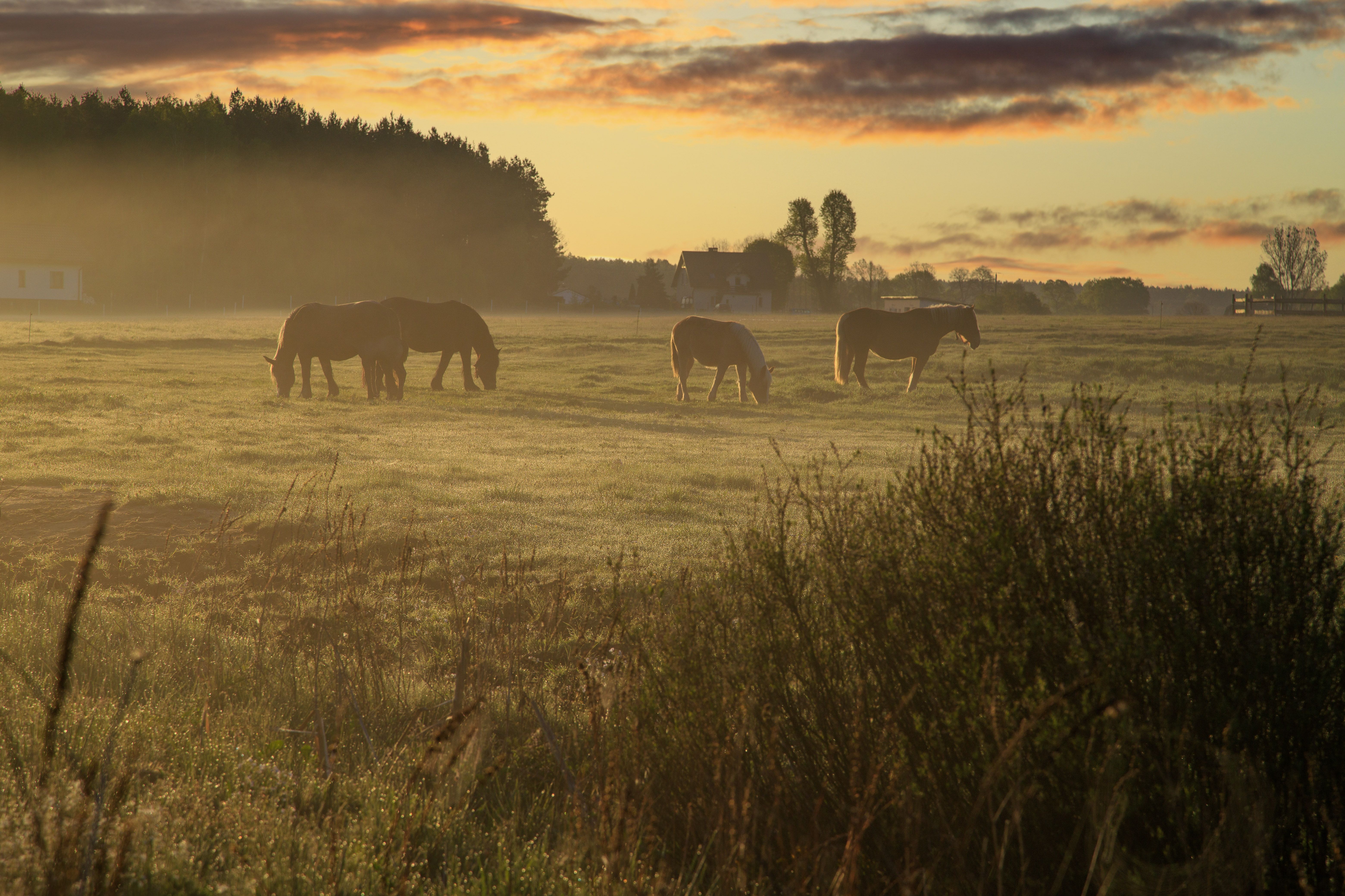 Pale Misty Morning Sunrise Field Horses Photos, Download The BEST Free ...