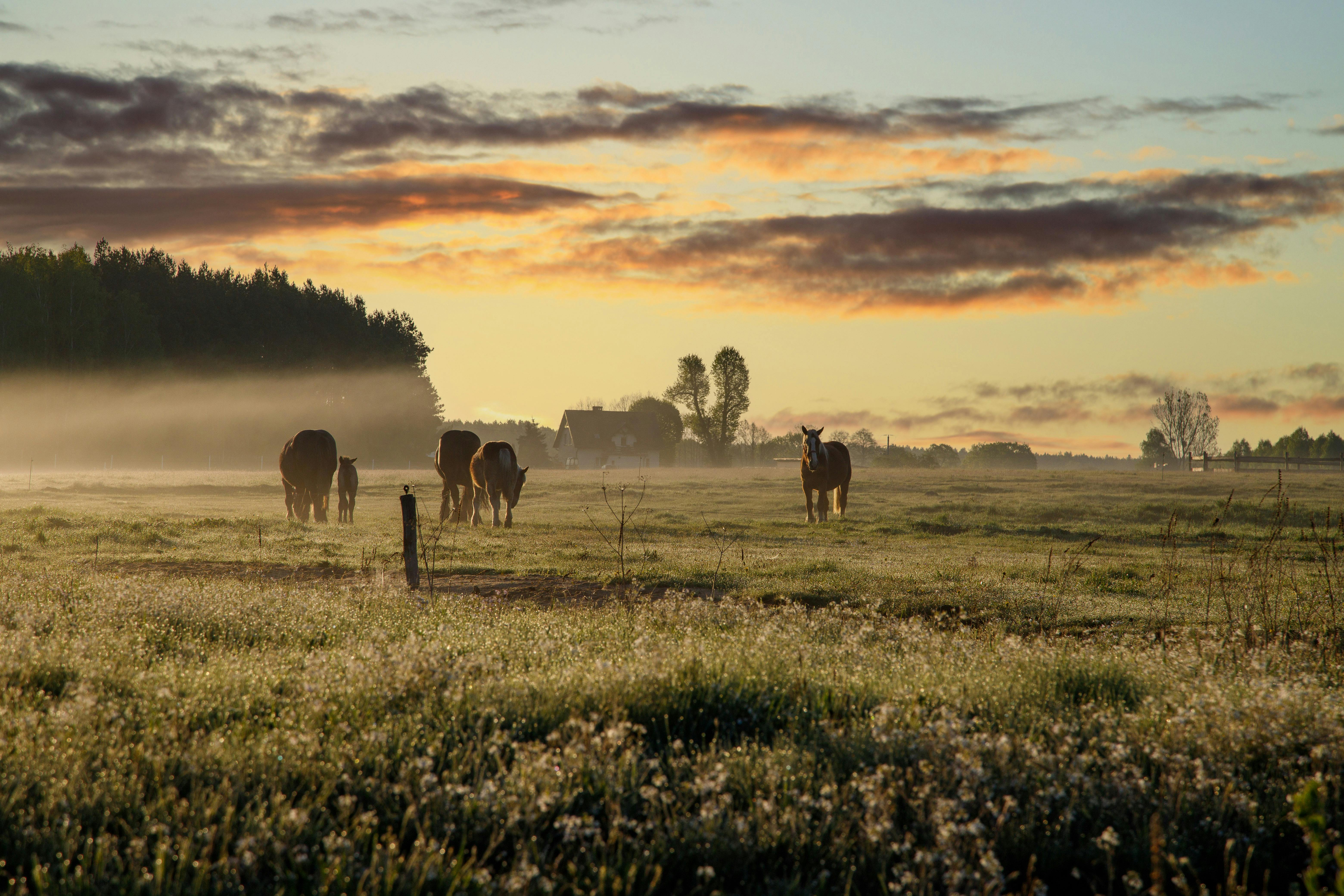 Horses in the Field · Free Stock Photo