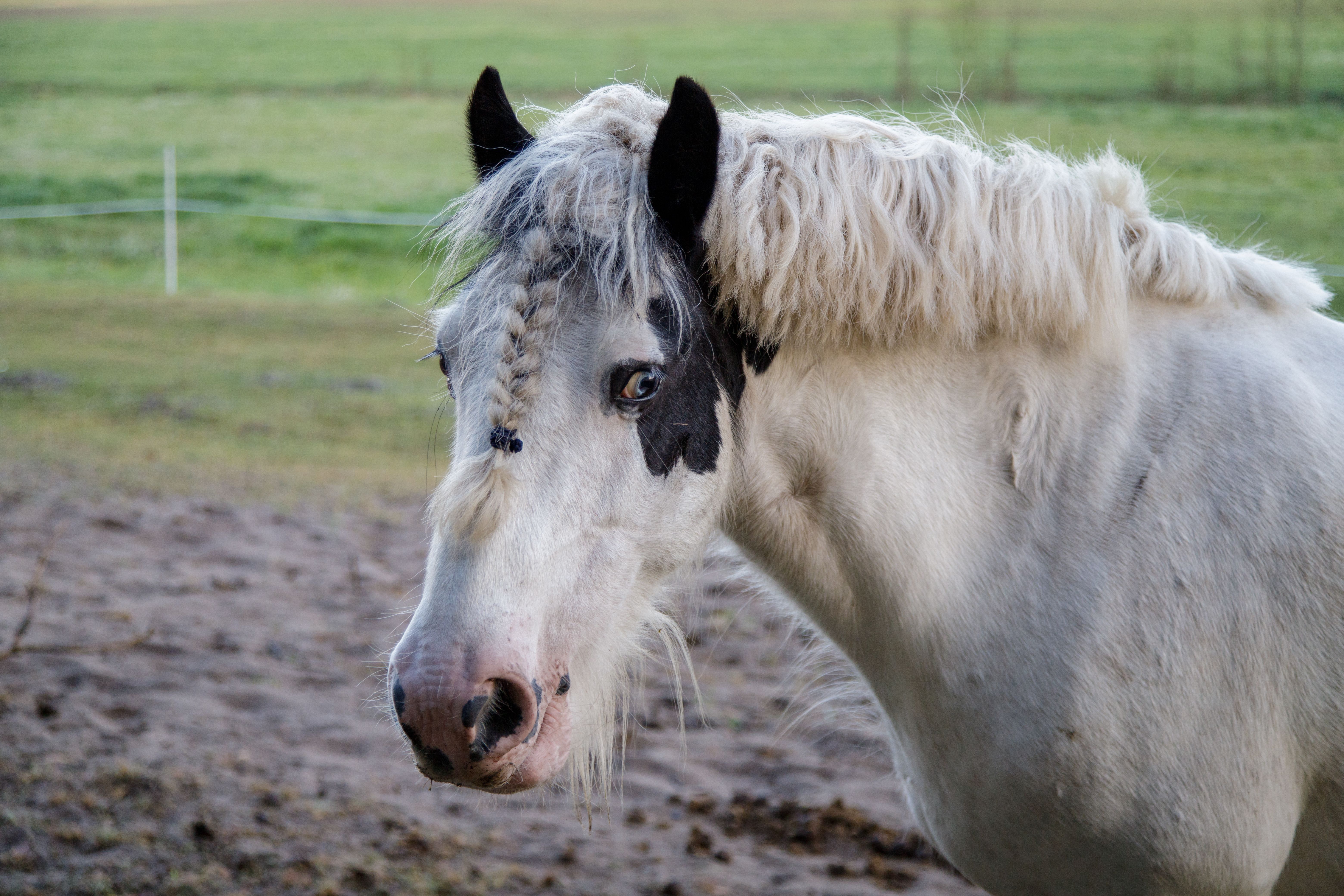Animal Face Close Up Shot · Free Stock Photo