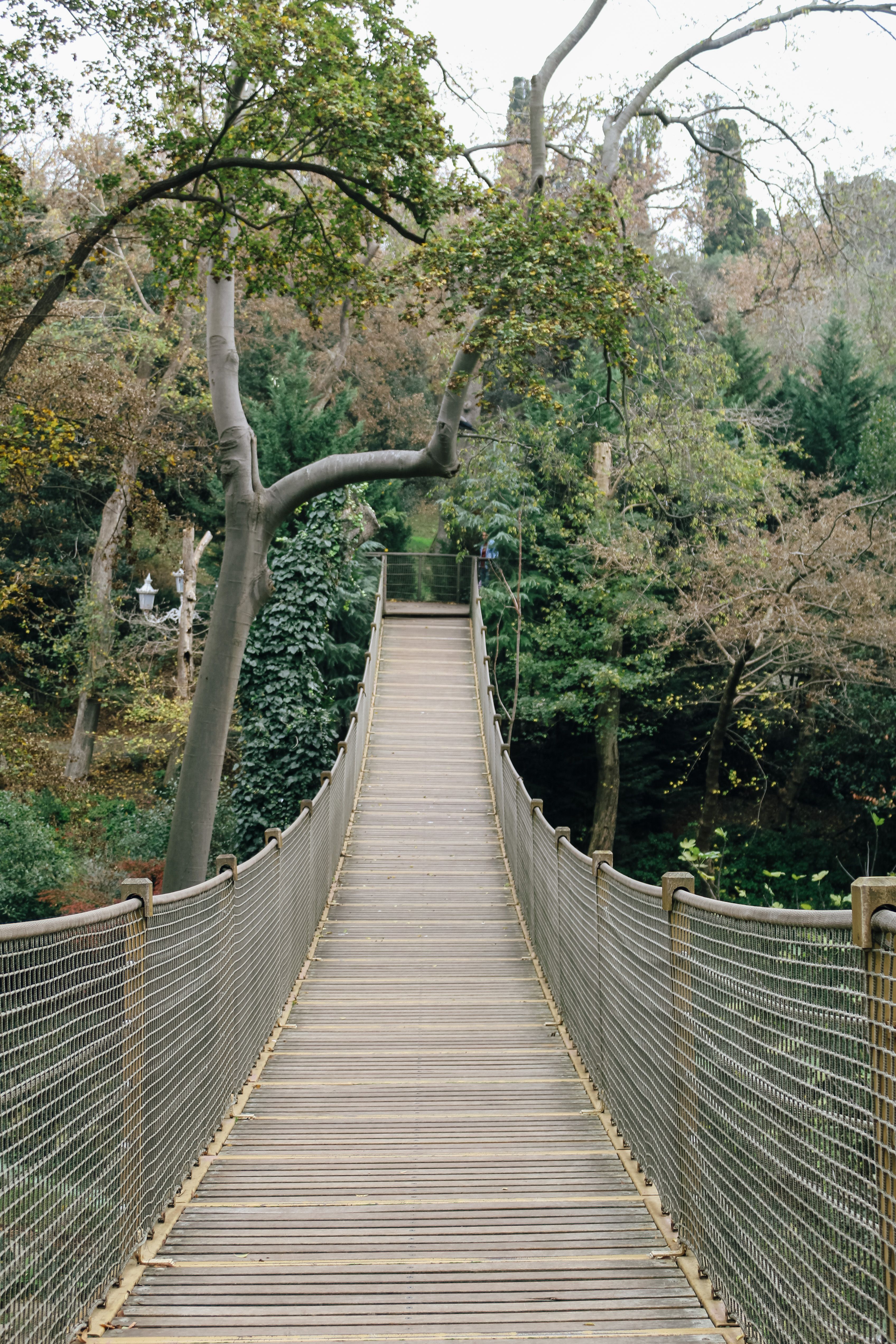 A Hanging Bridge Between Green Trees at the Forest · Free Stock Photo