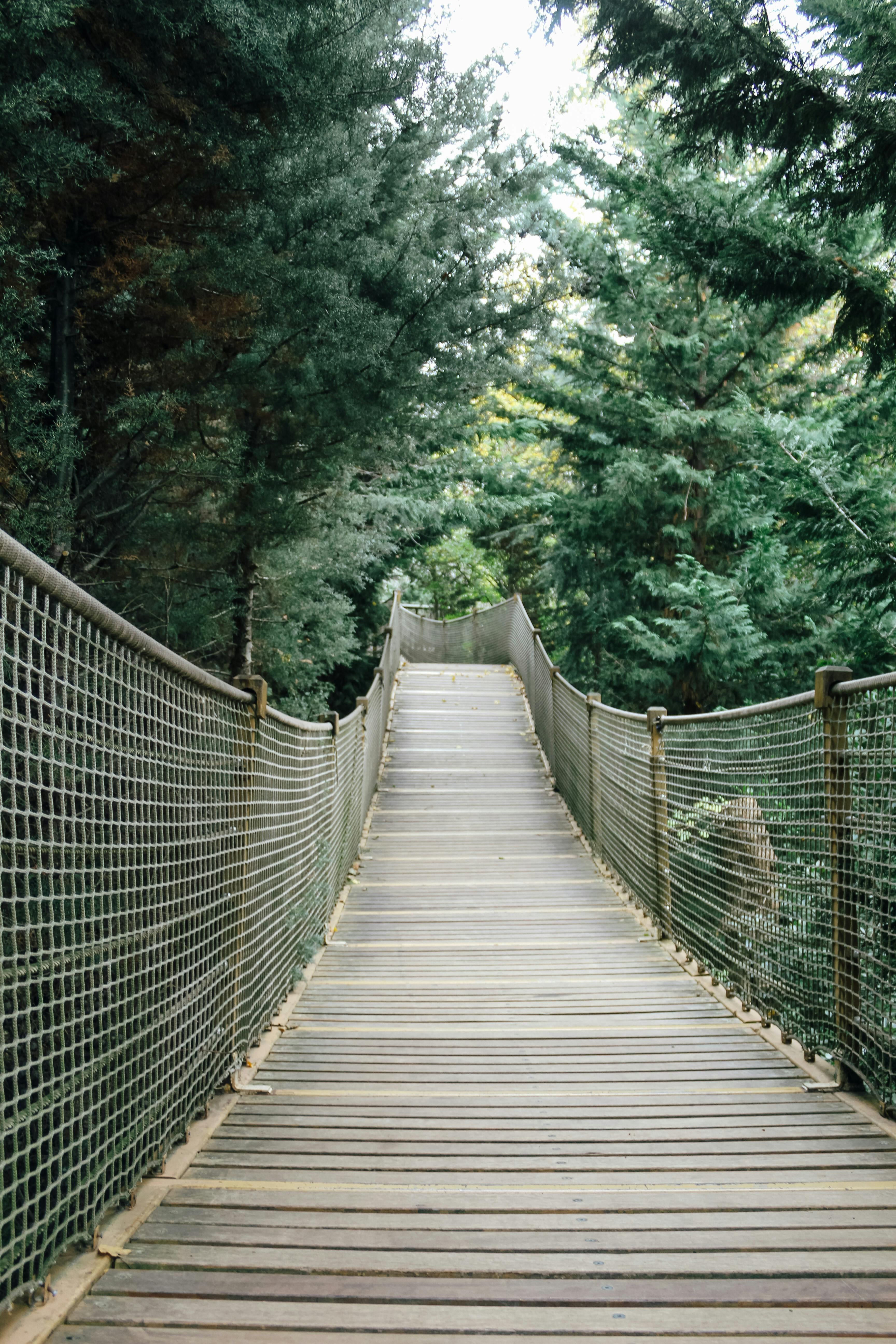 A Long Wooden Bridge Between Green Trees · Free Stock Photo