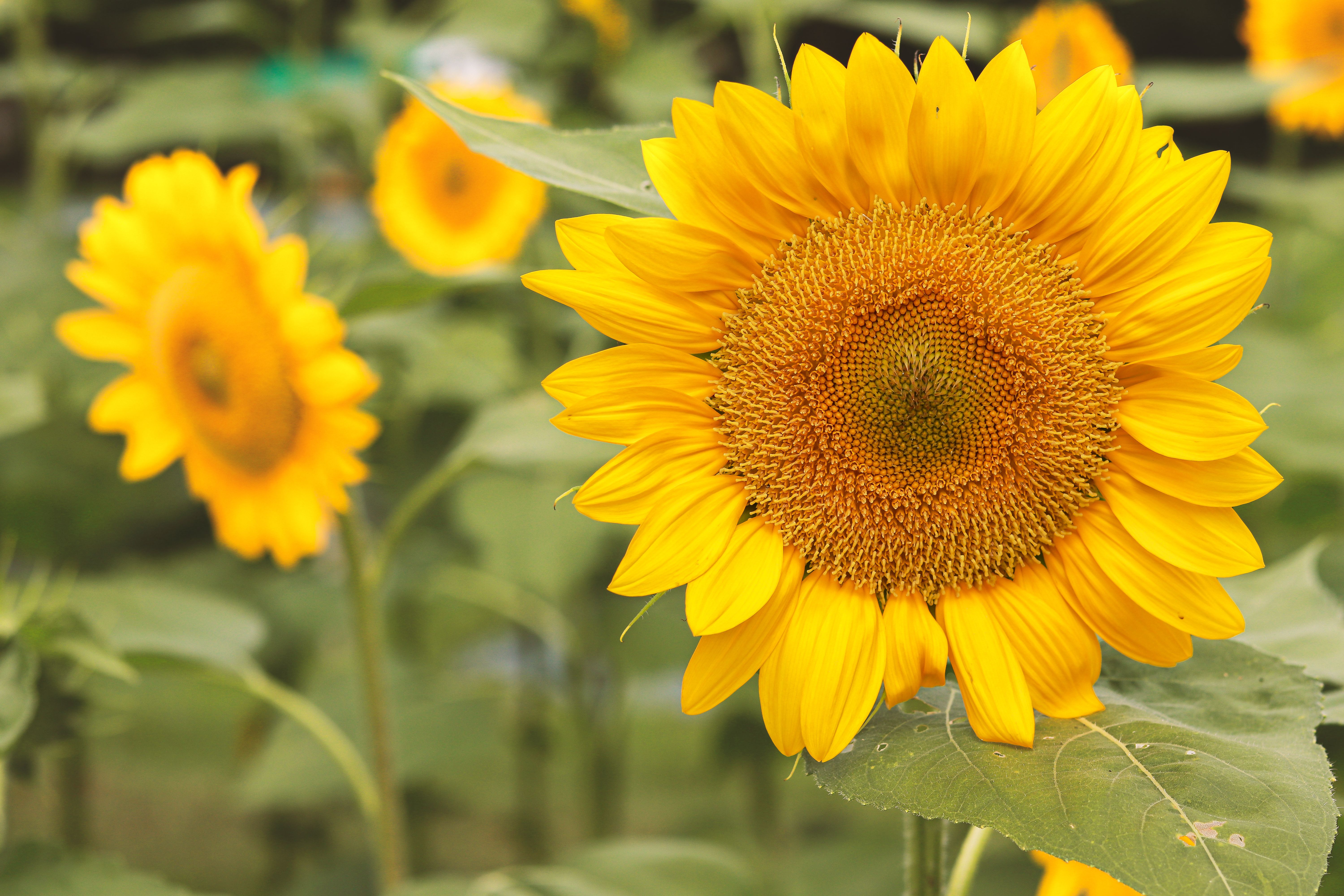 Sunflower in Bloom · Free Stock Photo