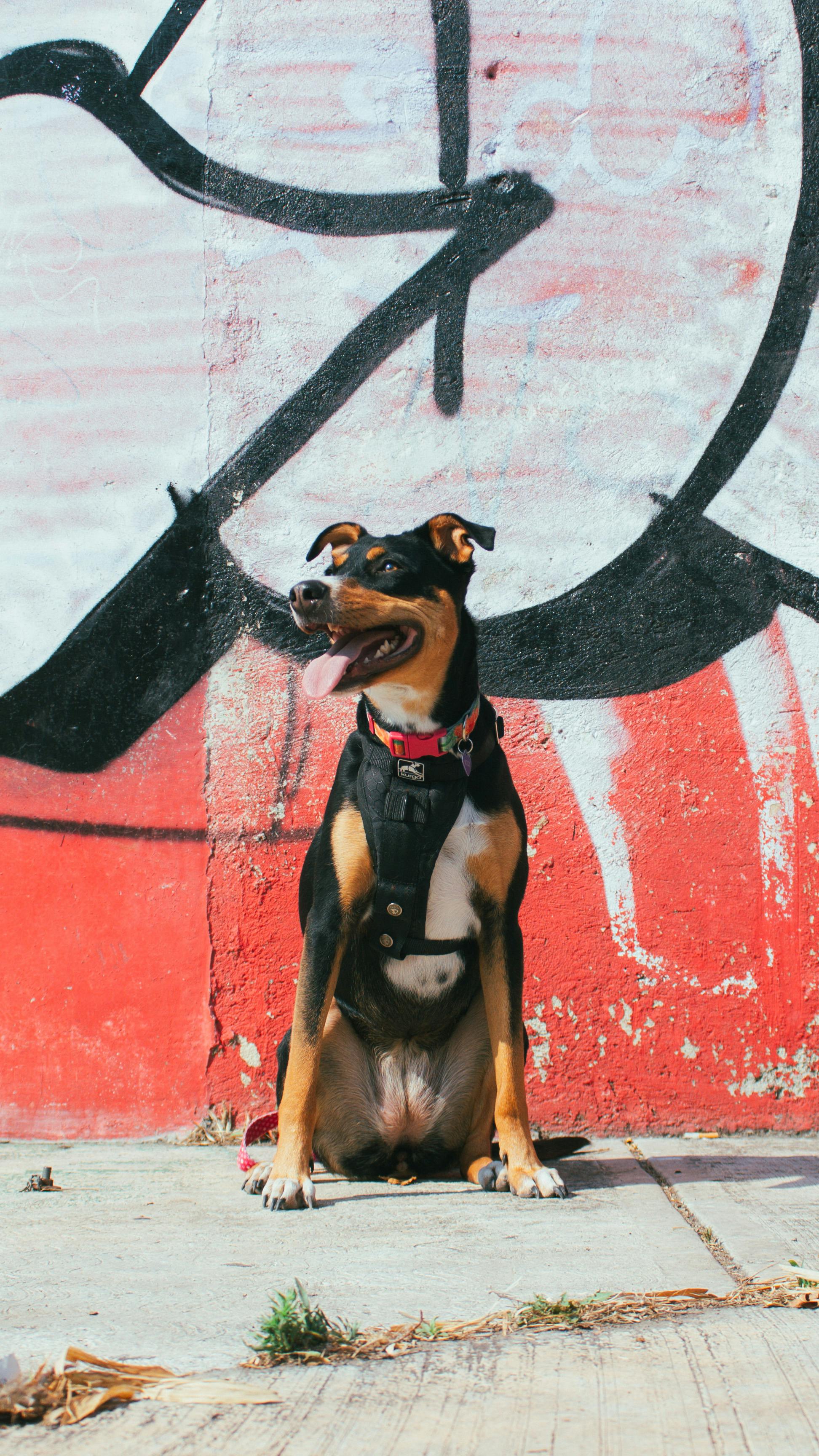 Dog on a Sidewalk with a Graffiti Wall in the Background · Free Stock Photo
