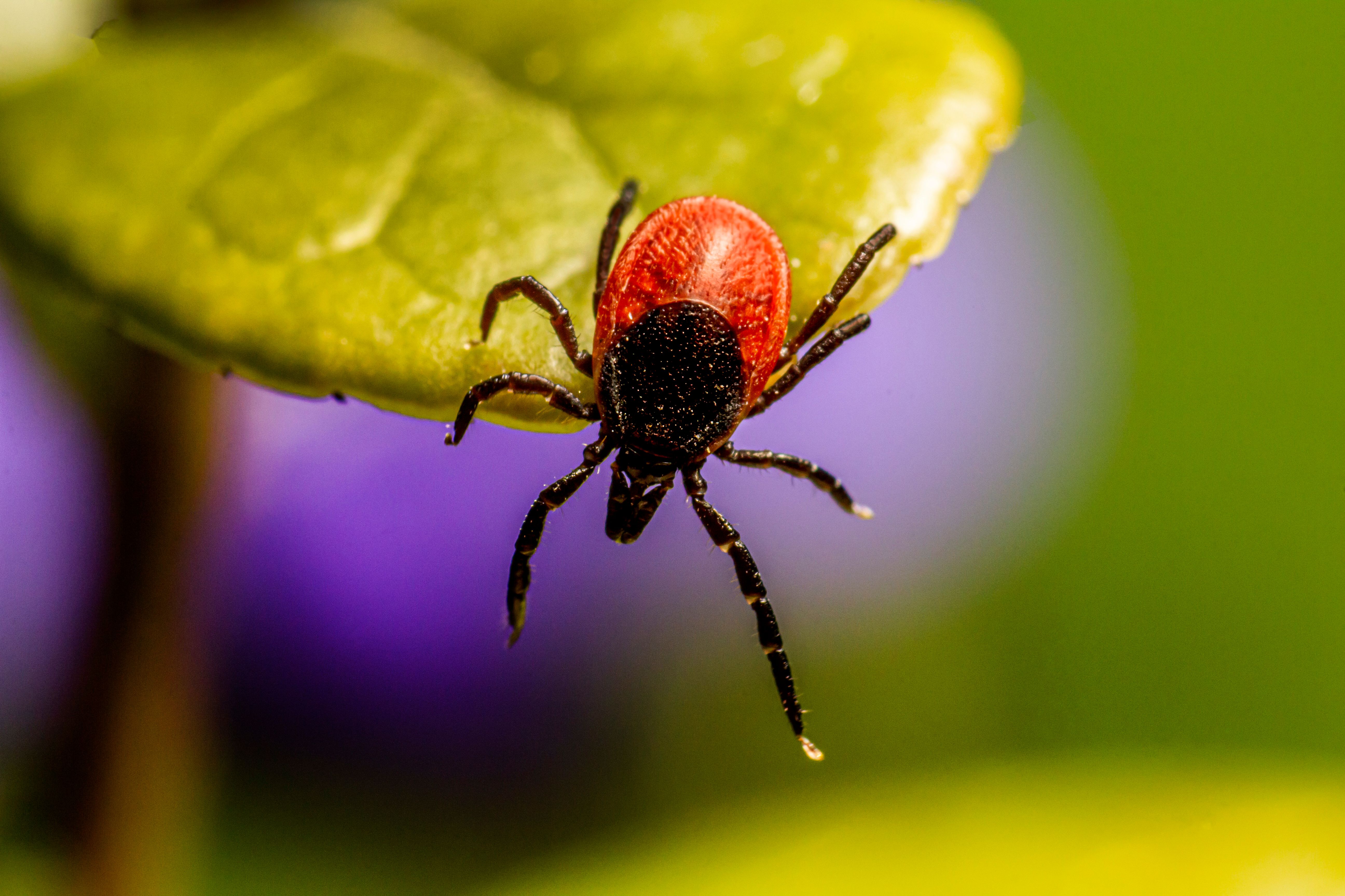 Close up of Bug · Free Stock Photo