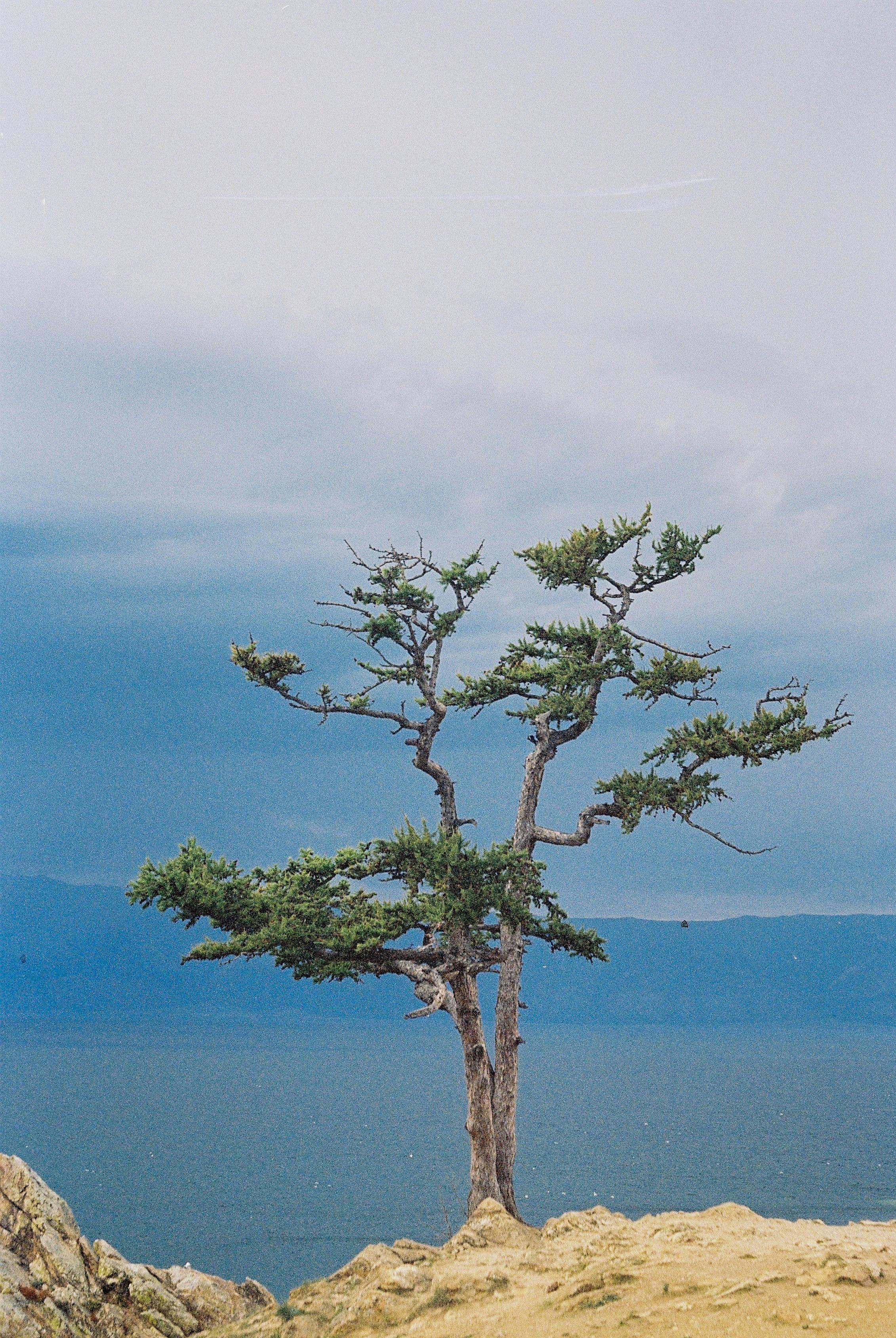 Tree Growing on Cliff near Sea · Free Stock Photo