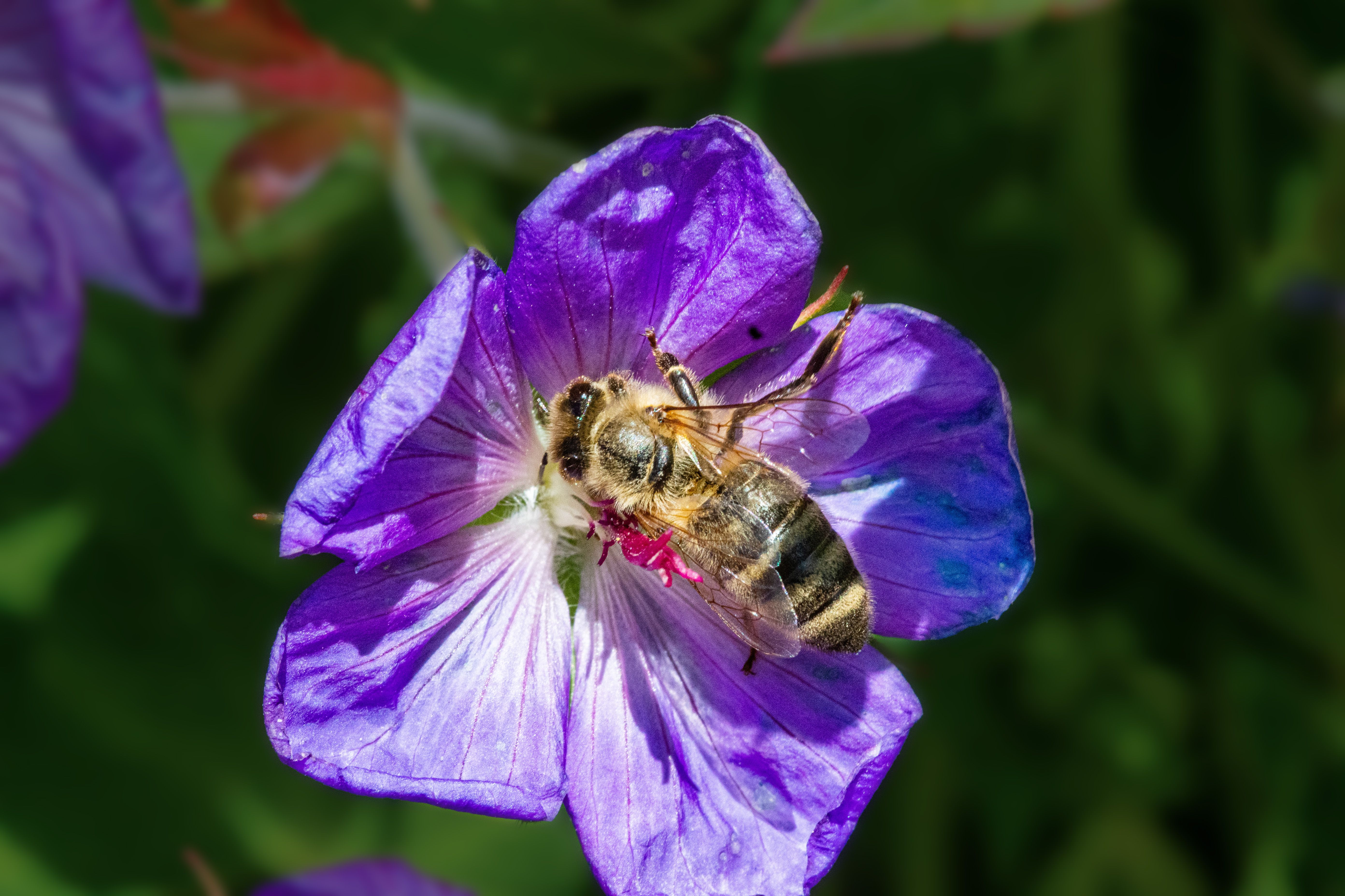 A Bee on a Flower · Free Stock Photo