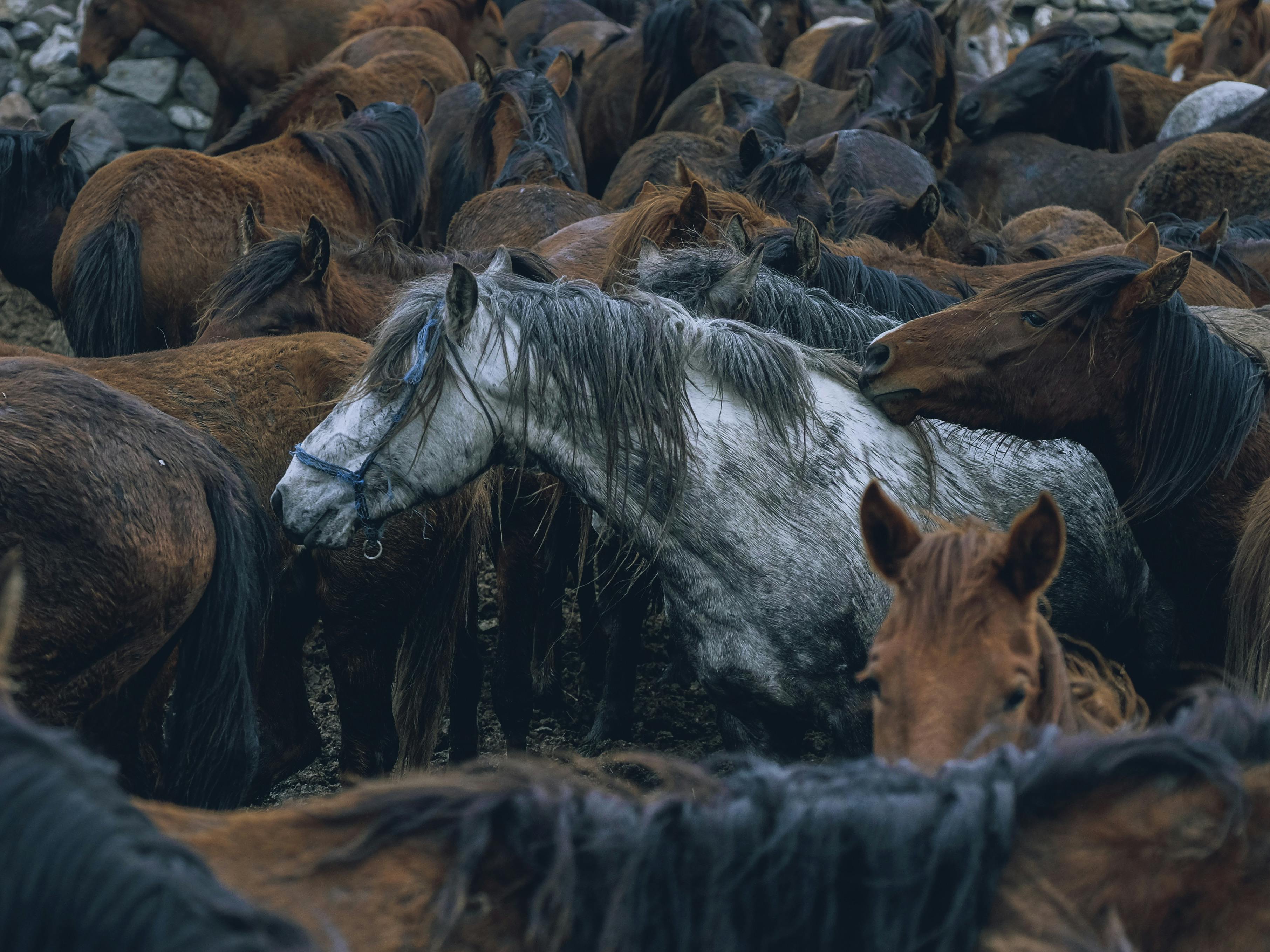 A Herd of Horses · Free Stock Photo