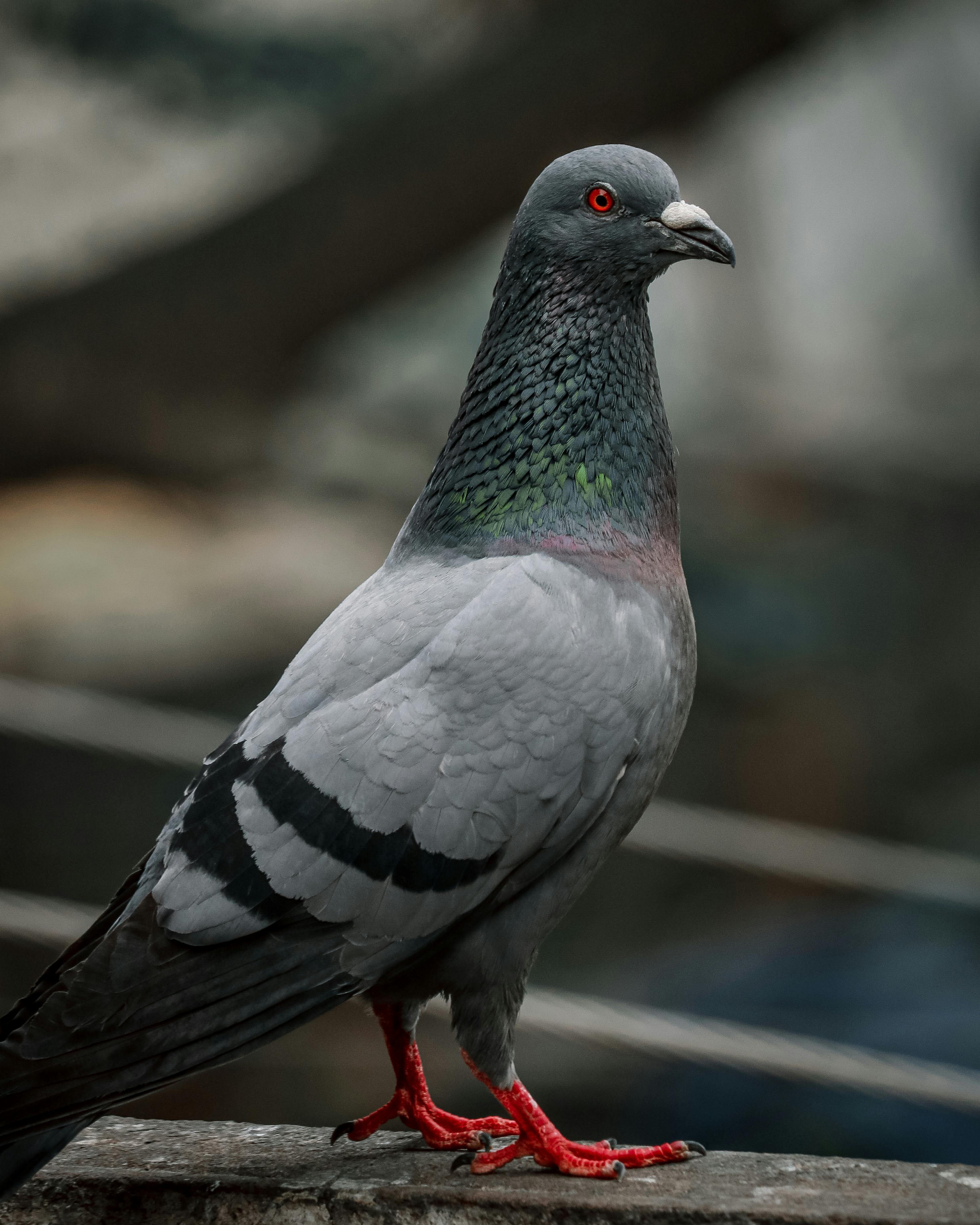 Grey Pigeons Photos, Download The BEST Free Grey Pigeons Stock Photos ...