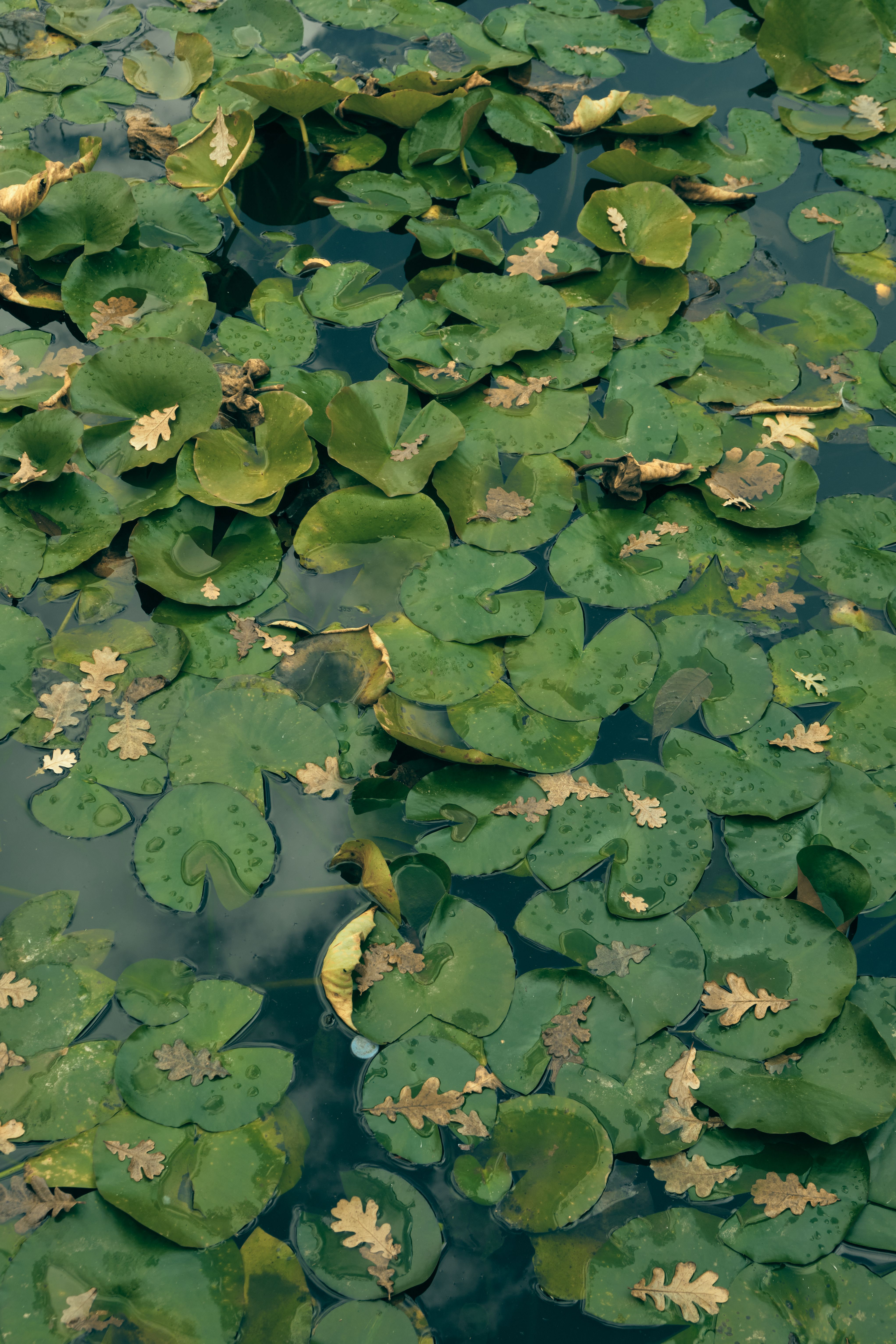 Leaves of Aquatic Plants Above Water · Free Stock Photo