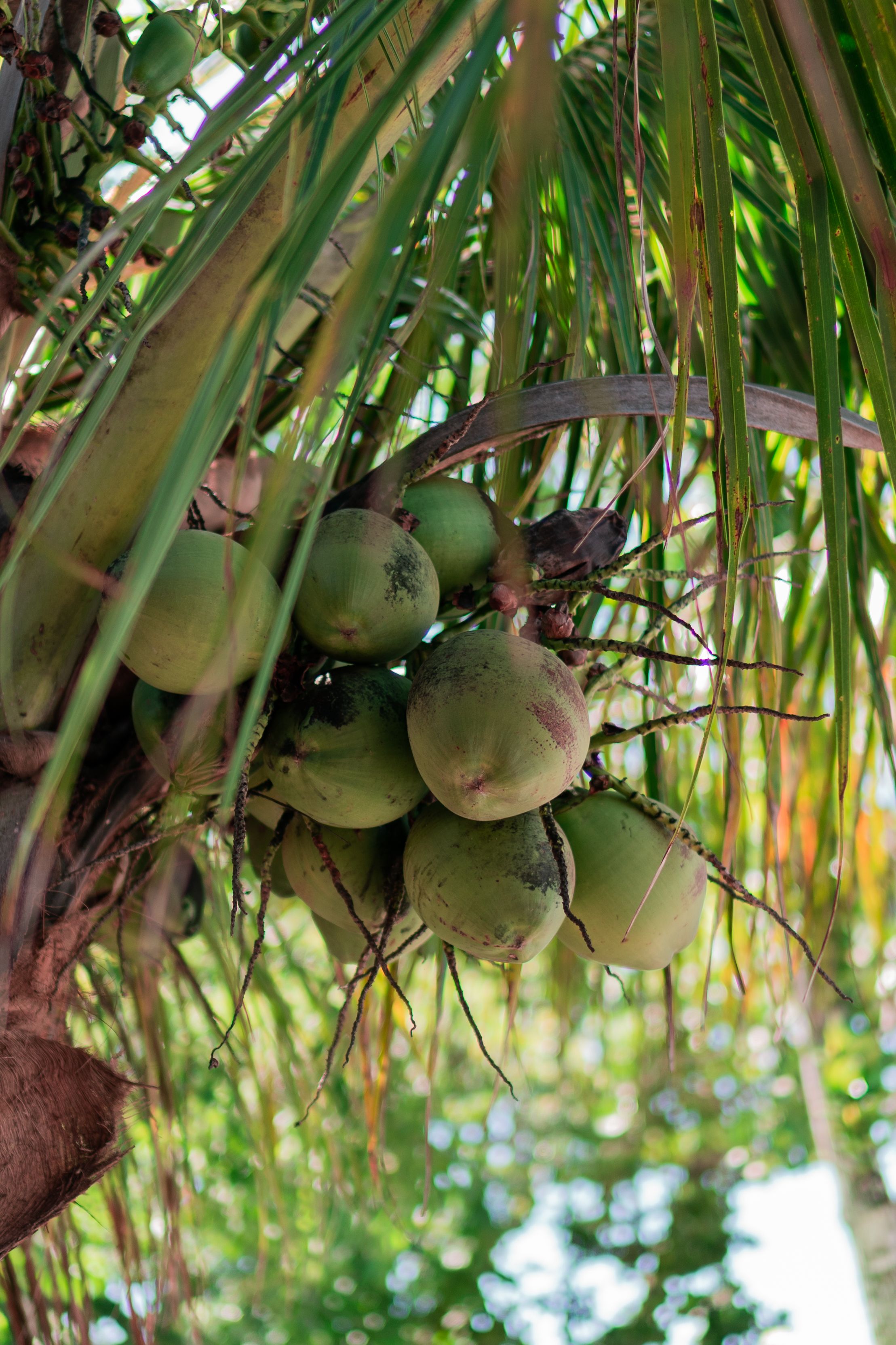 Coconut Fruits on the Tree · Free Stock Photo