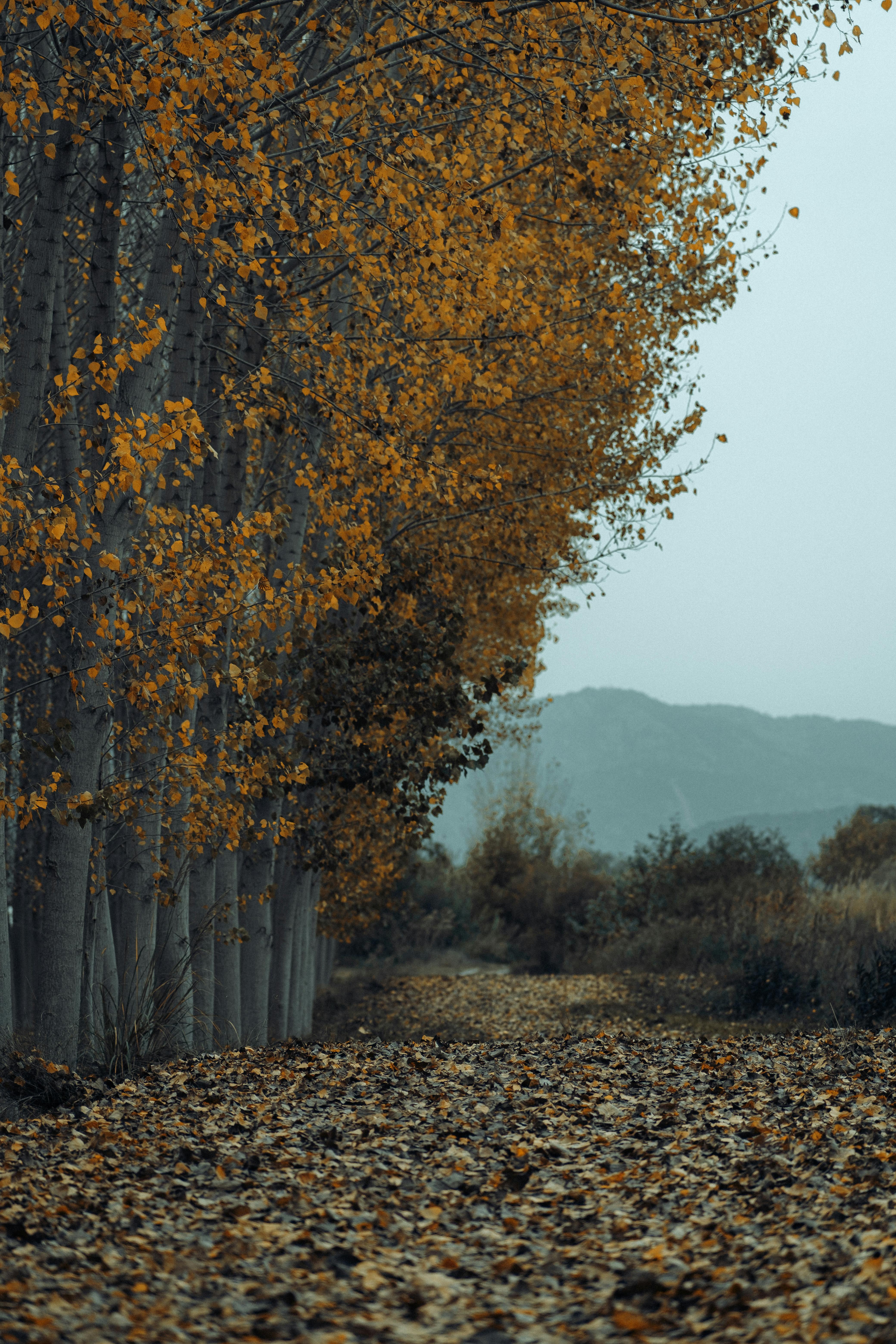 Yellow Trees in the Forest · Free Stock Photo