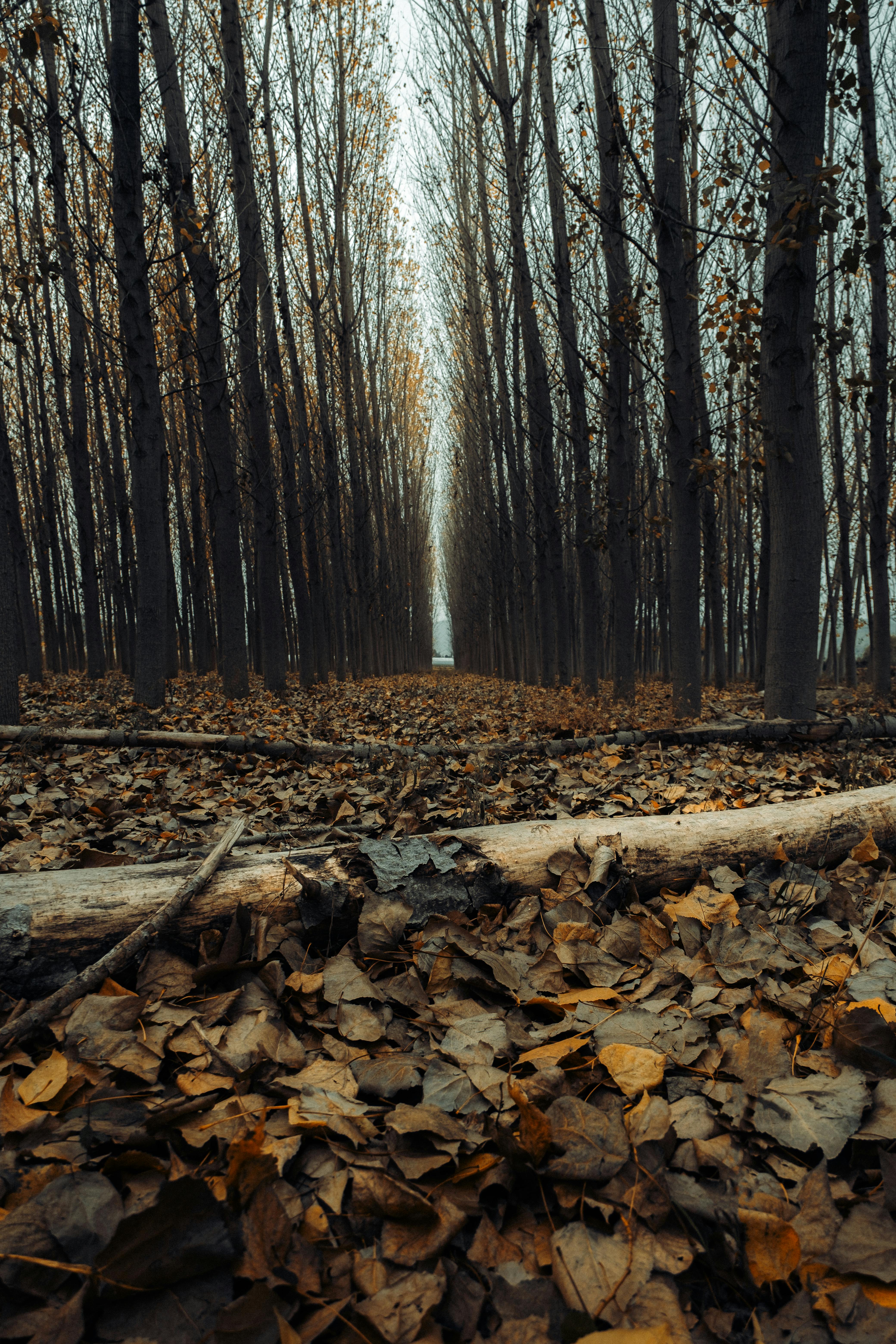 Bare Tress in the Forest · Free Stock Photo