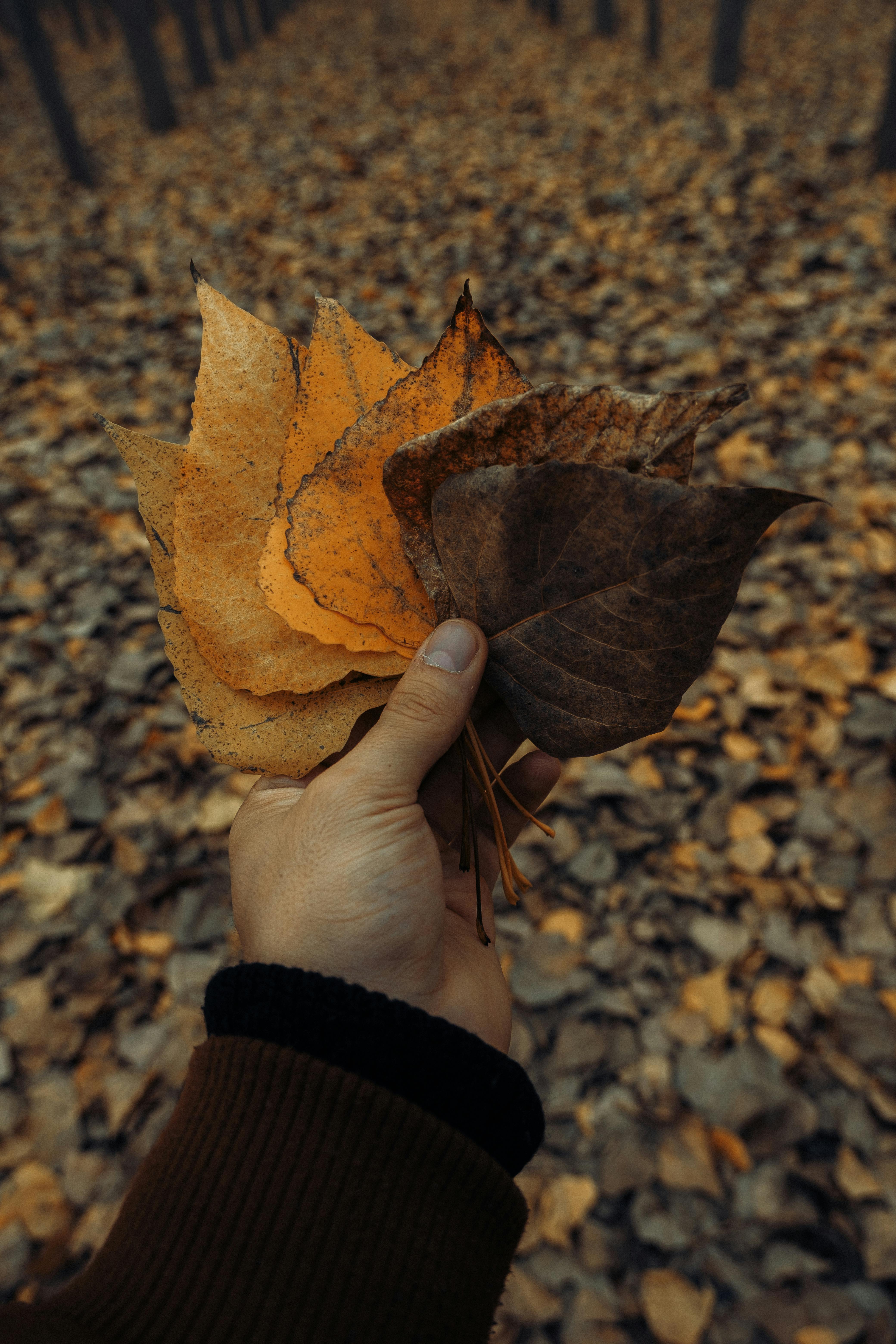 Hand Holding Autumn Leaves · Free Stock Photo