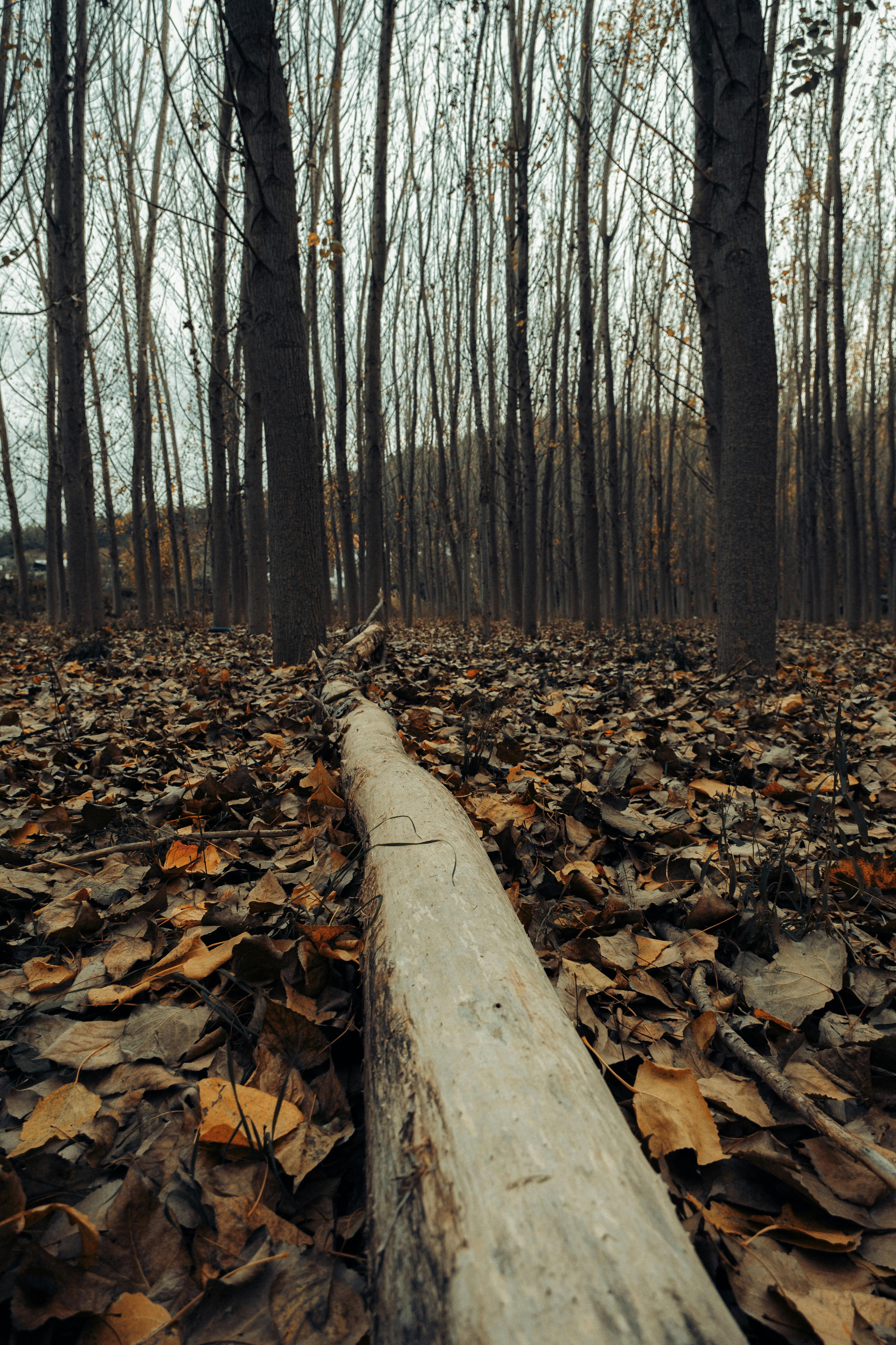 Fallen Tree in the Forest · Free Stock Photo