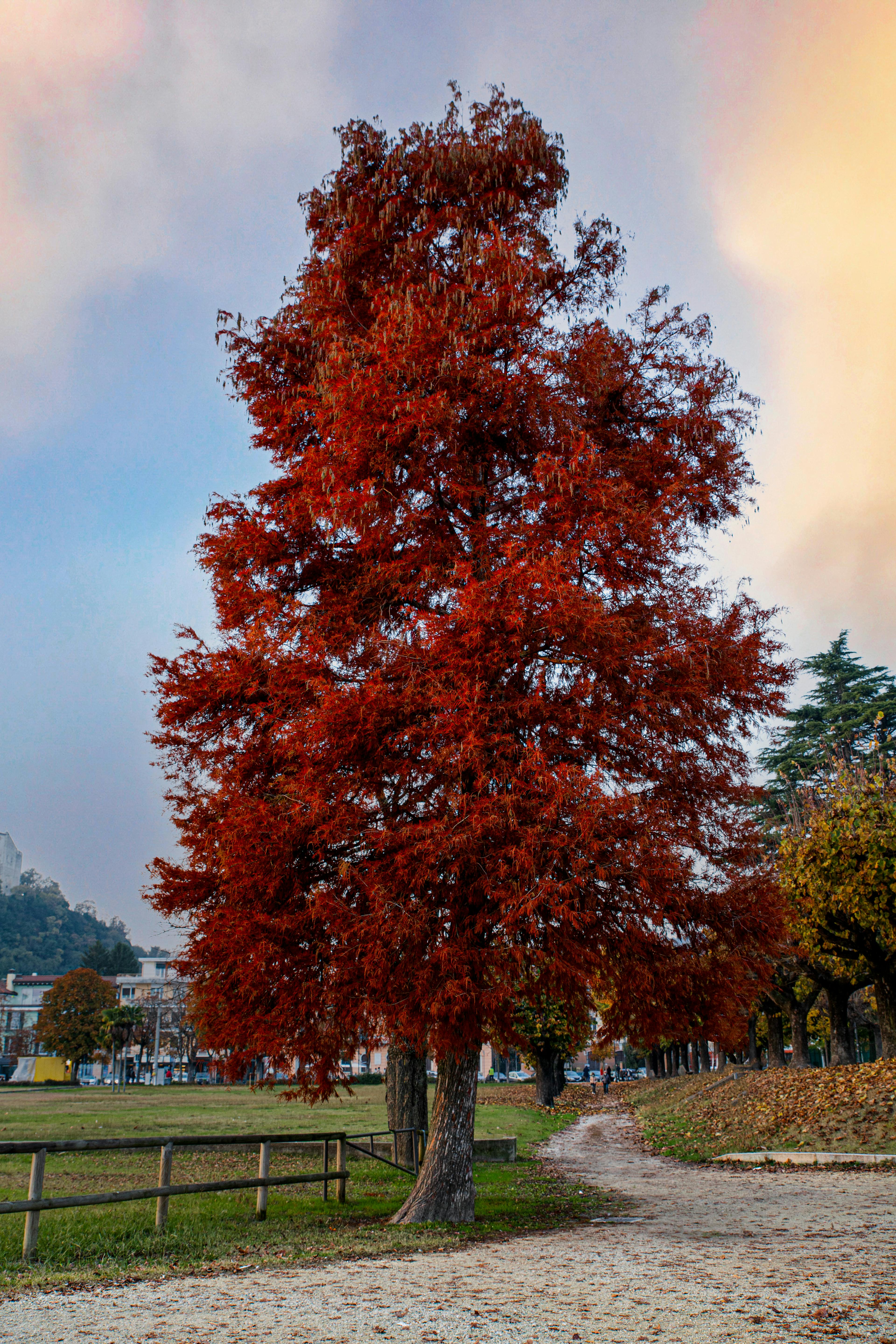 Red Tree in Park in Autumn · Free Stock Photo