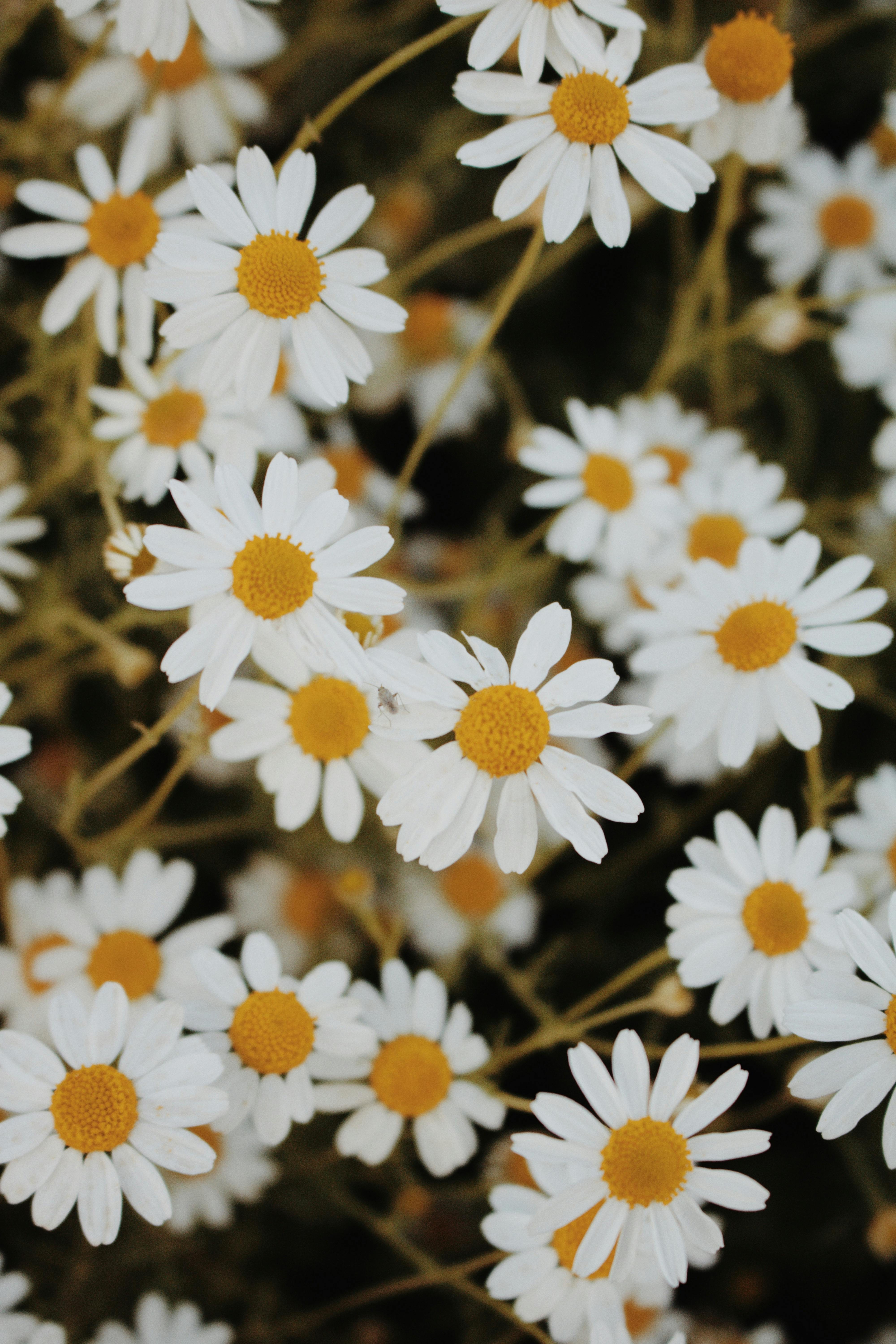 Closeu-up of Chamomile · Free Stock Photo