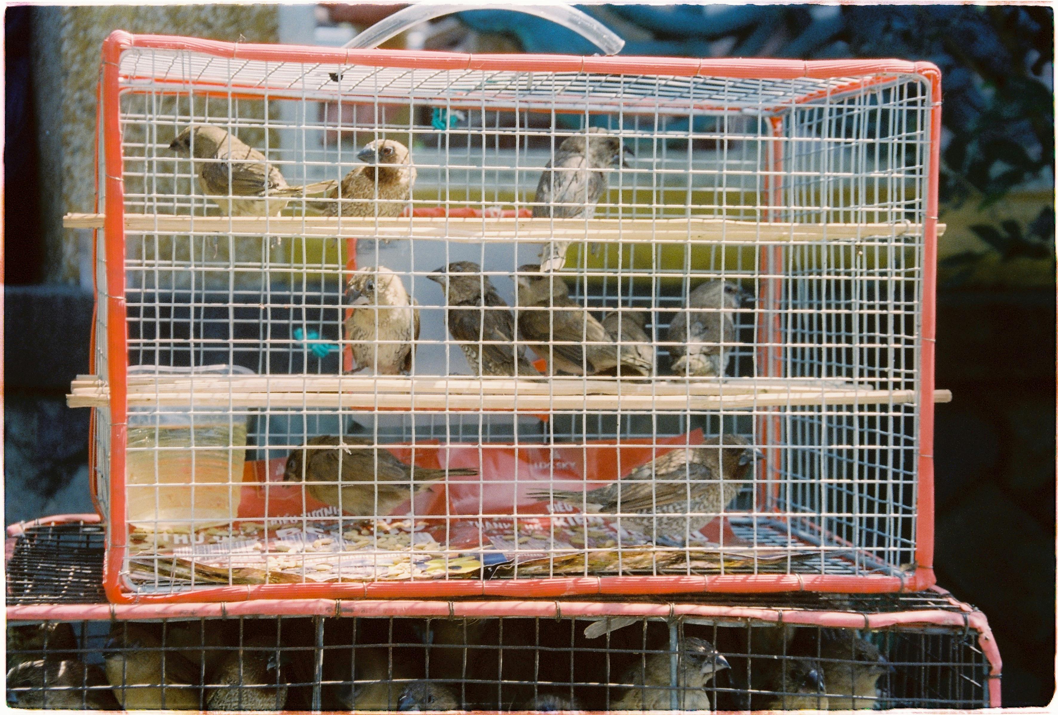 Birds in Cage · Free Stock Photo