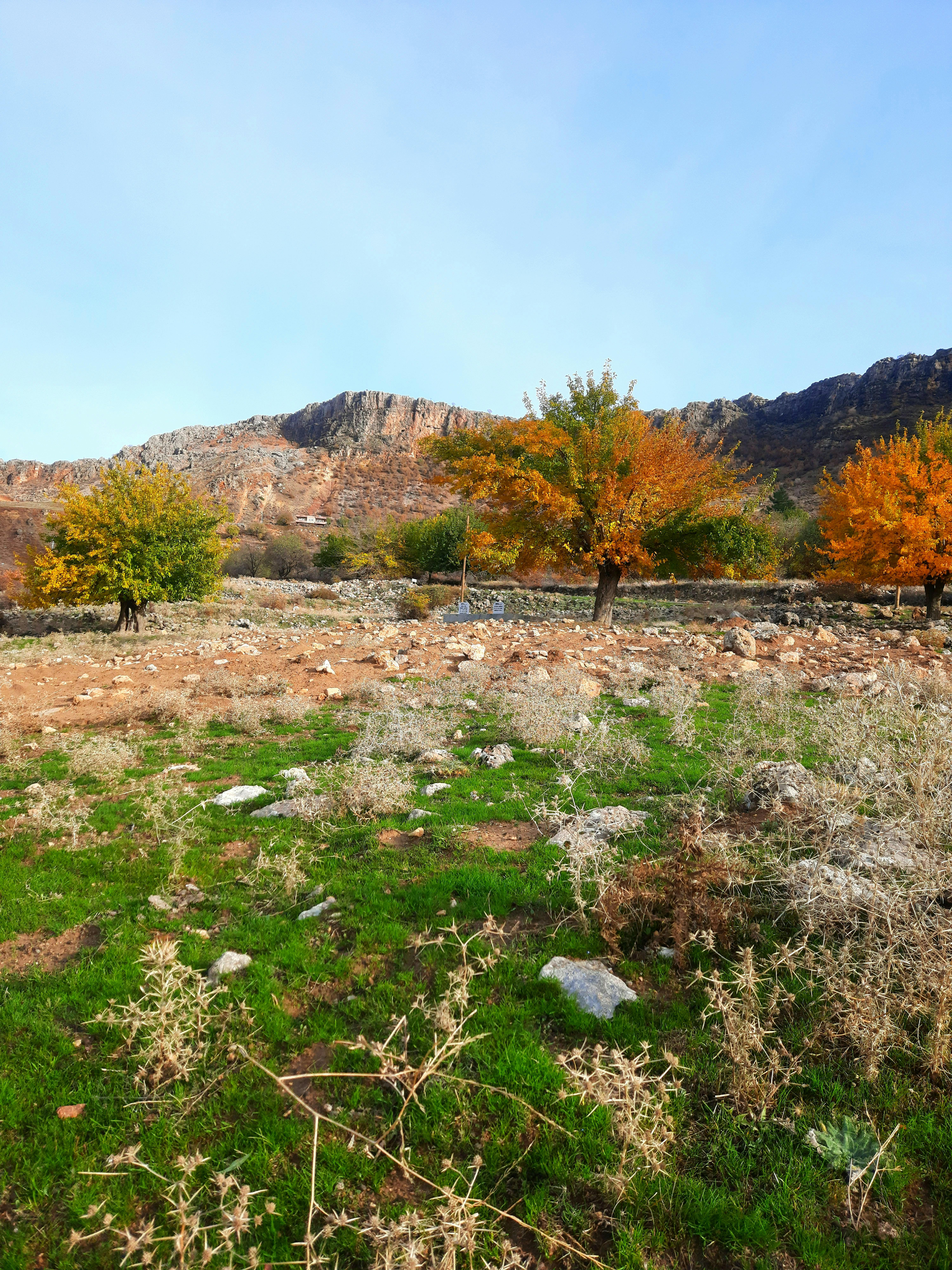 Shrubs and Trees among Rocks · Free Stock Photo