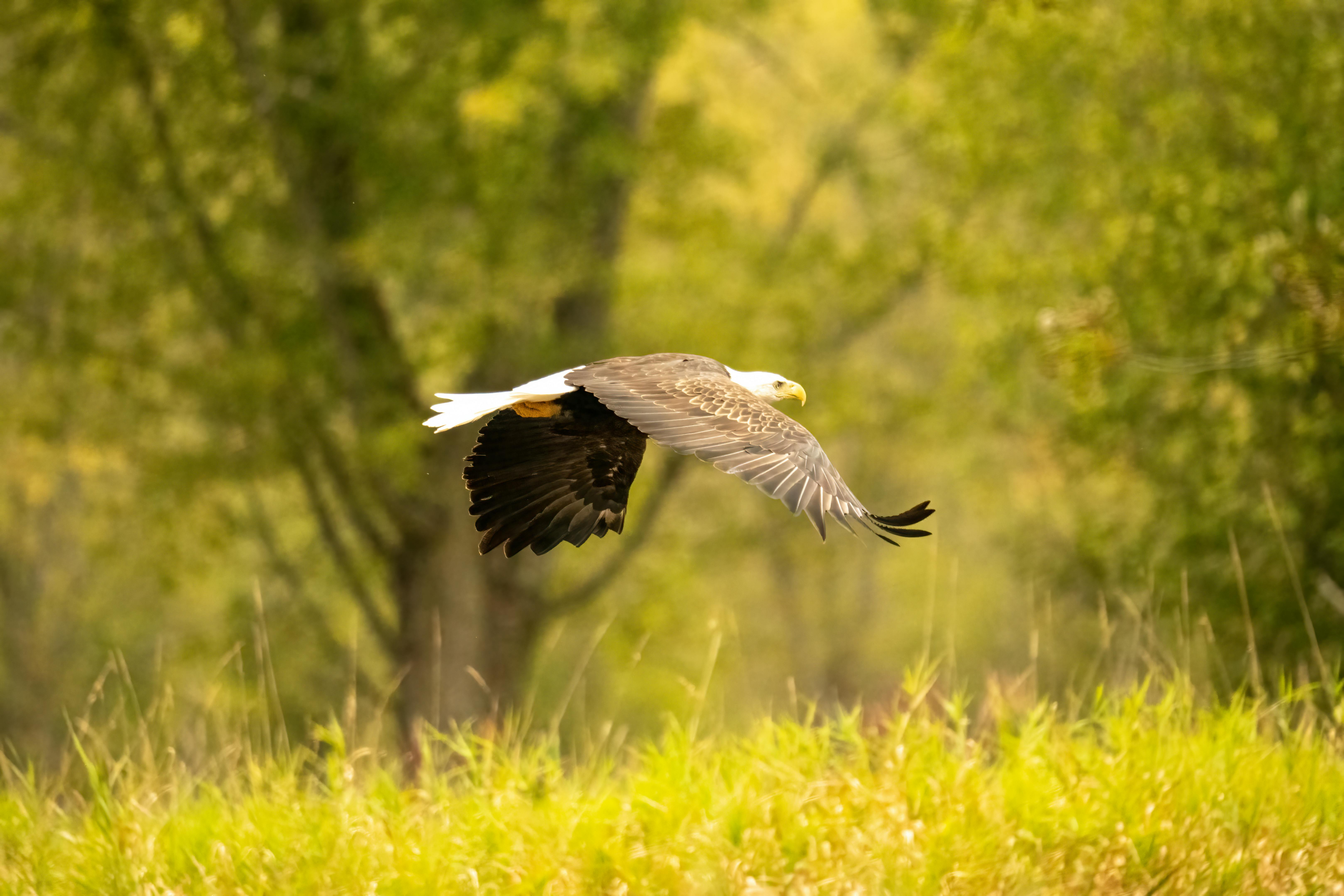 Photo of an Eagle Flying over Grass · Free Stock Photo