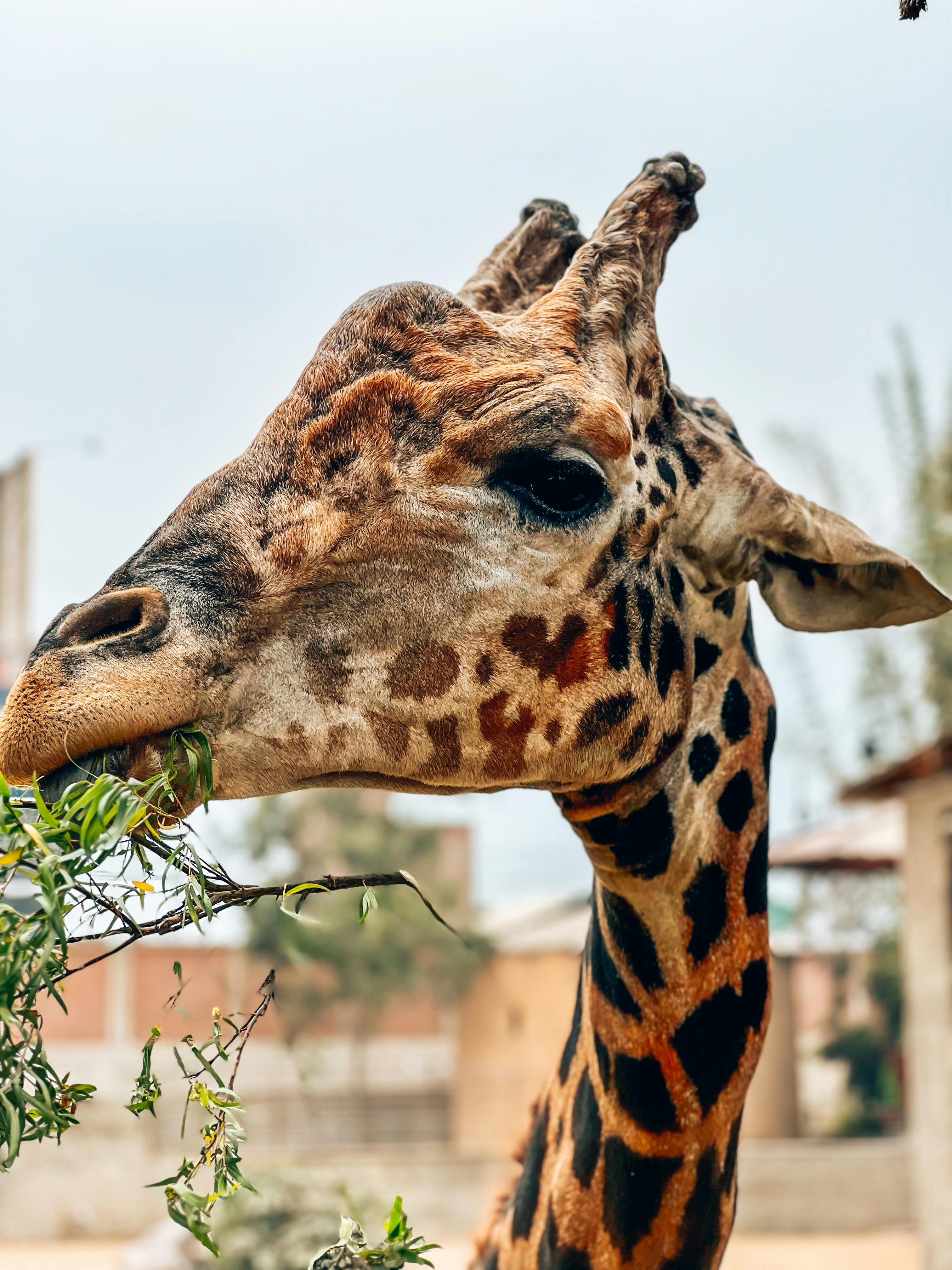 Close Up Photo of Giraffe Eating · Free Stock Photo