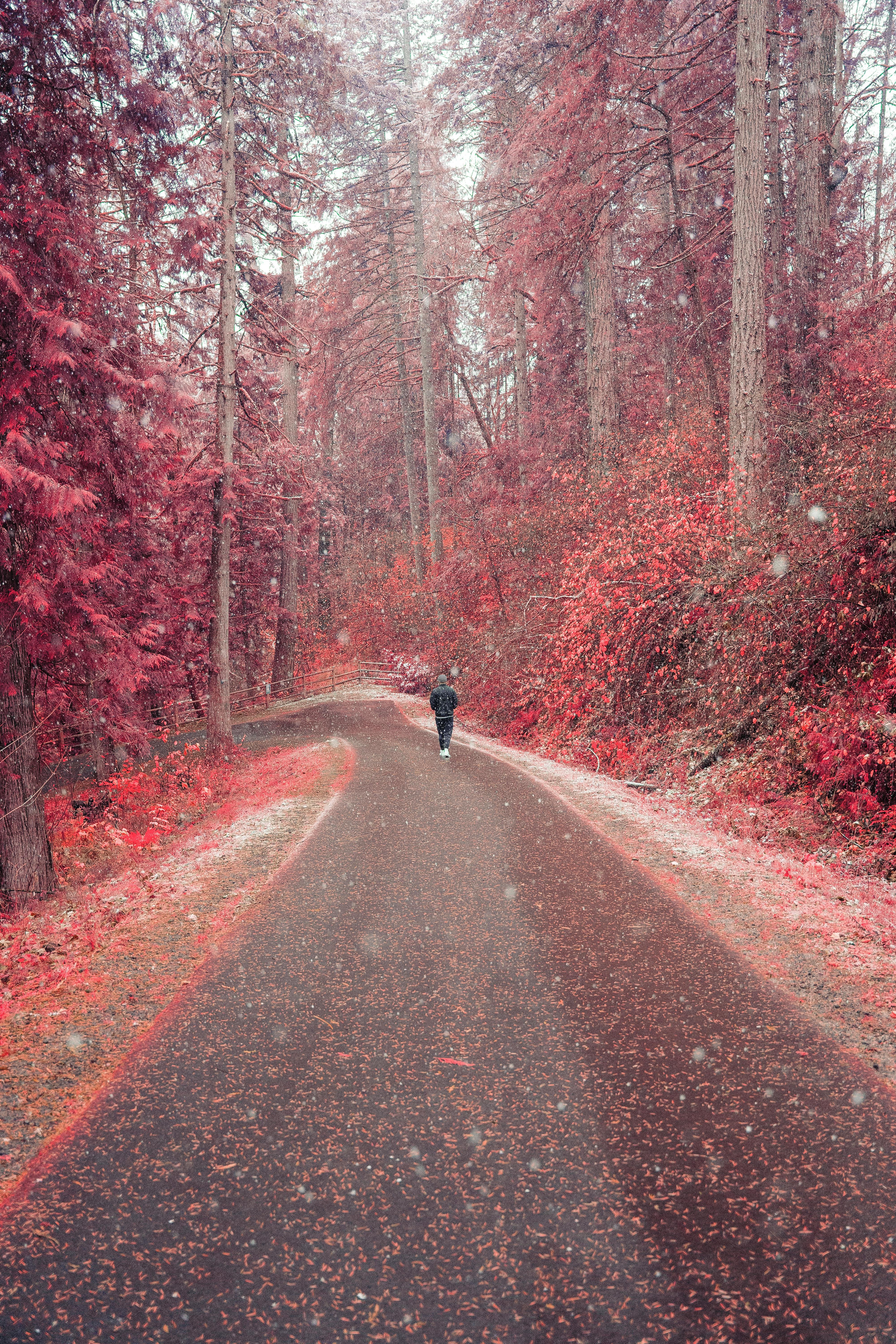 Person Walking on Road in Red Forest in Autumn · Free Stock Photo